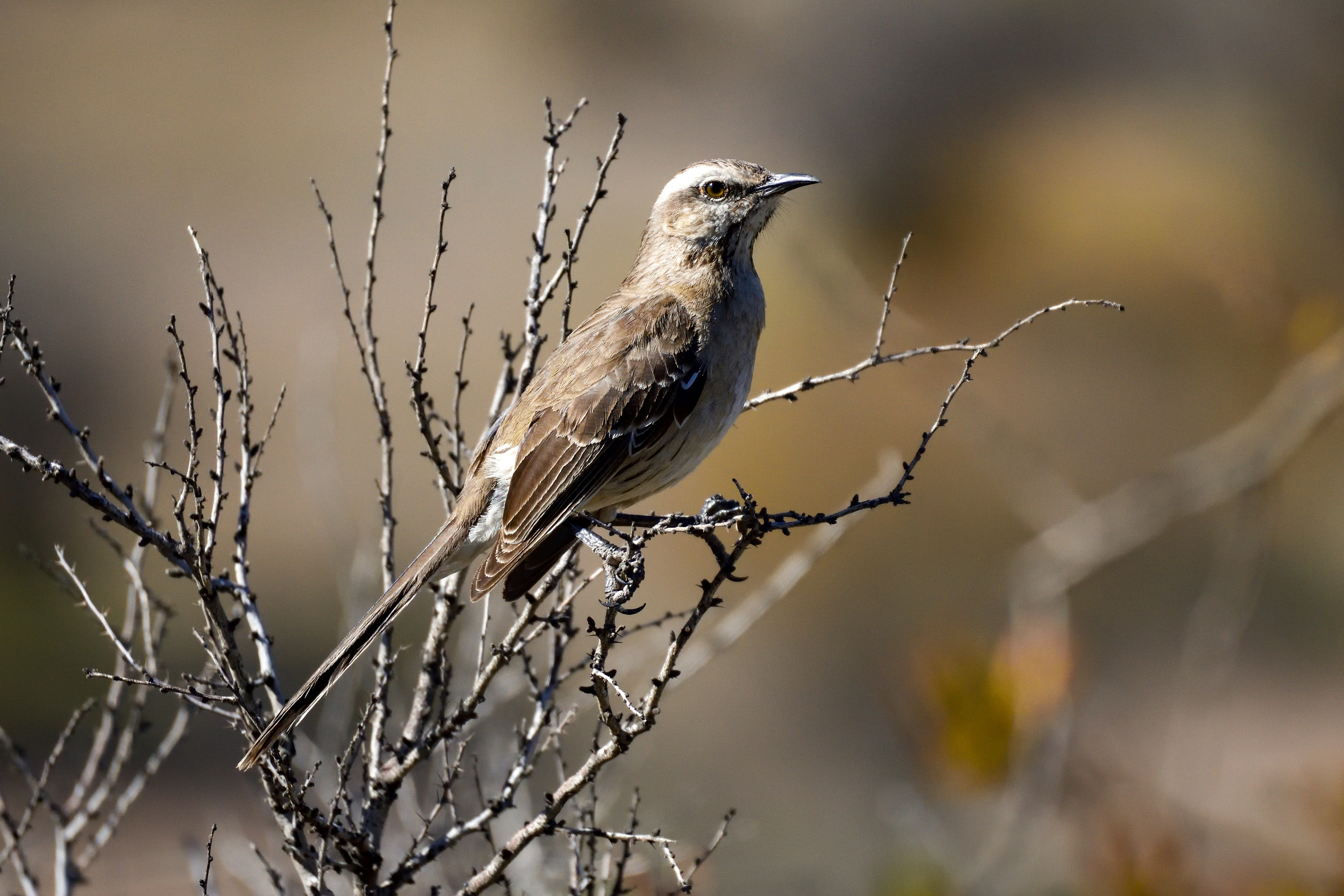 Winter Warbler on Bare Branches: Quiet Focus in Soft Light
