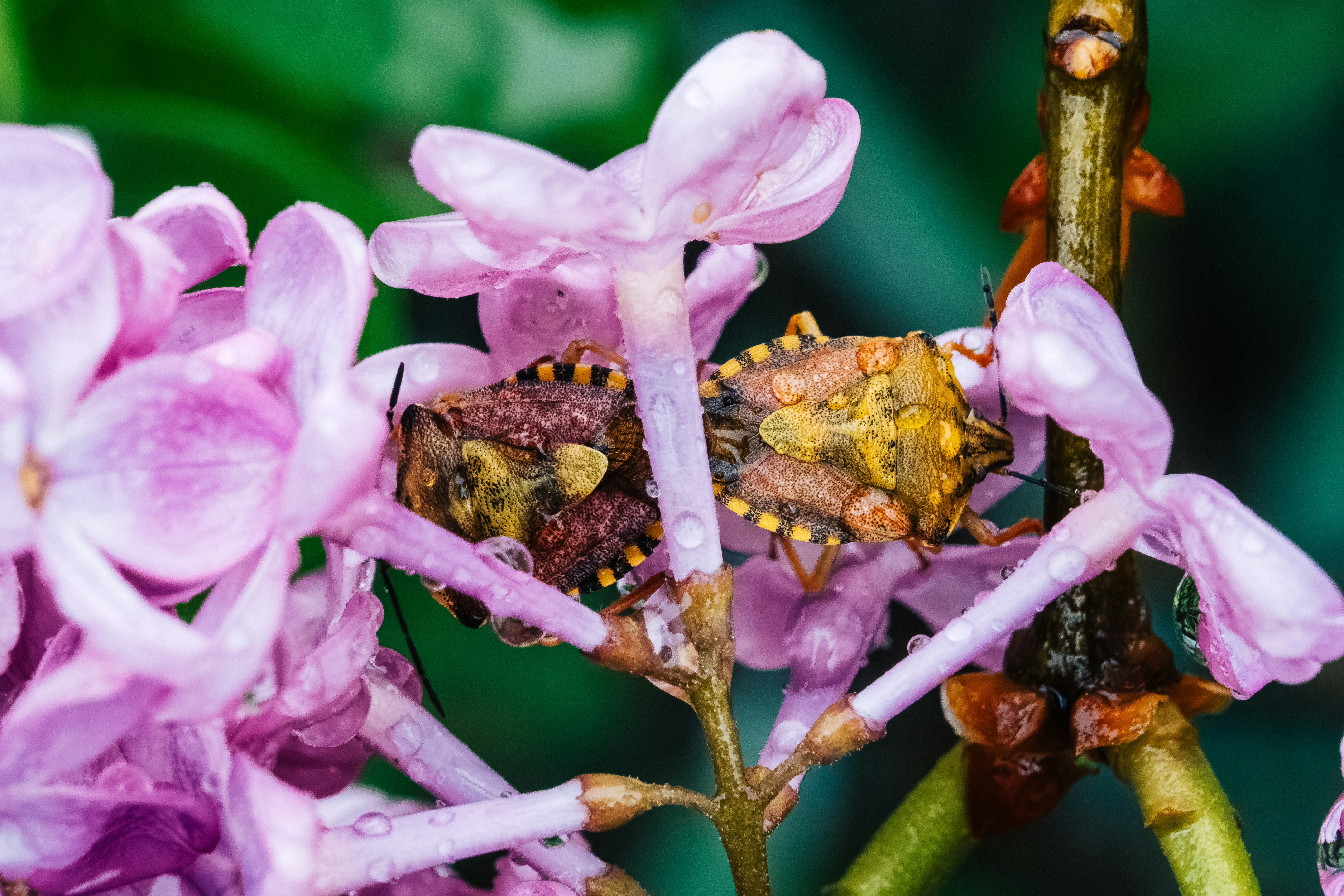 Los insectos están en una flor. foto – Imagen de Macro gratuita en Unsplash
