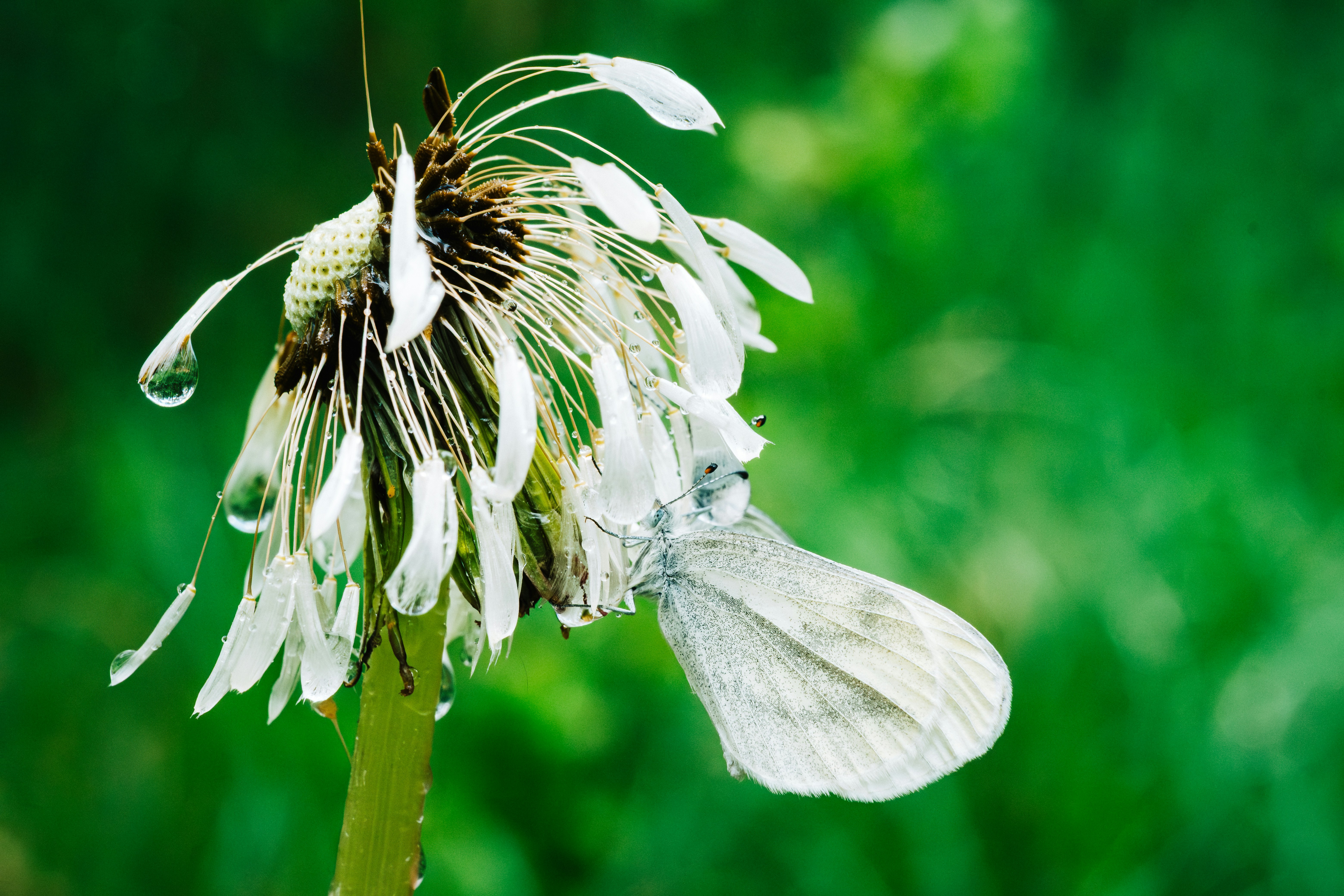 Ephemeral Wing on a Seed Crown