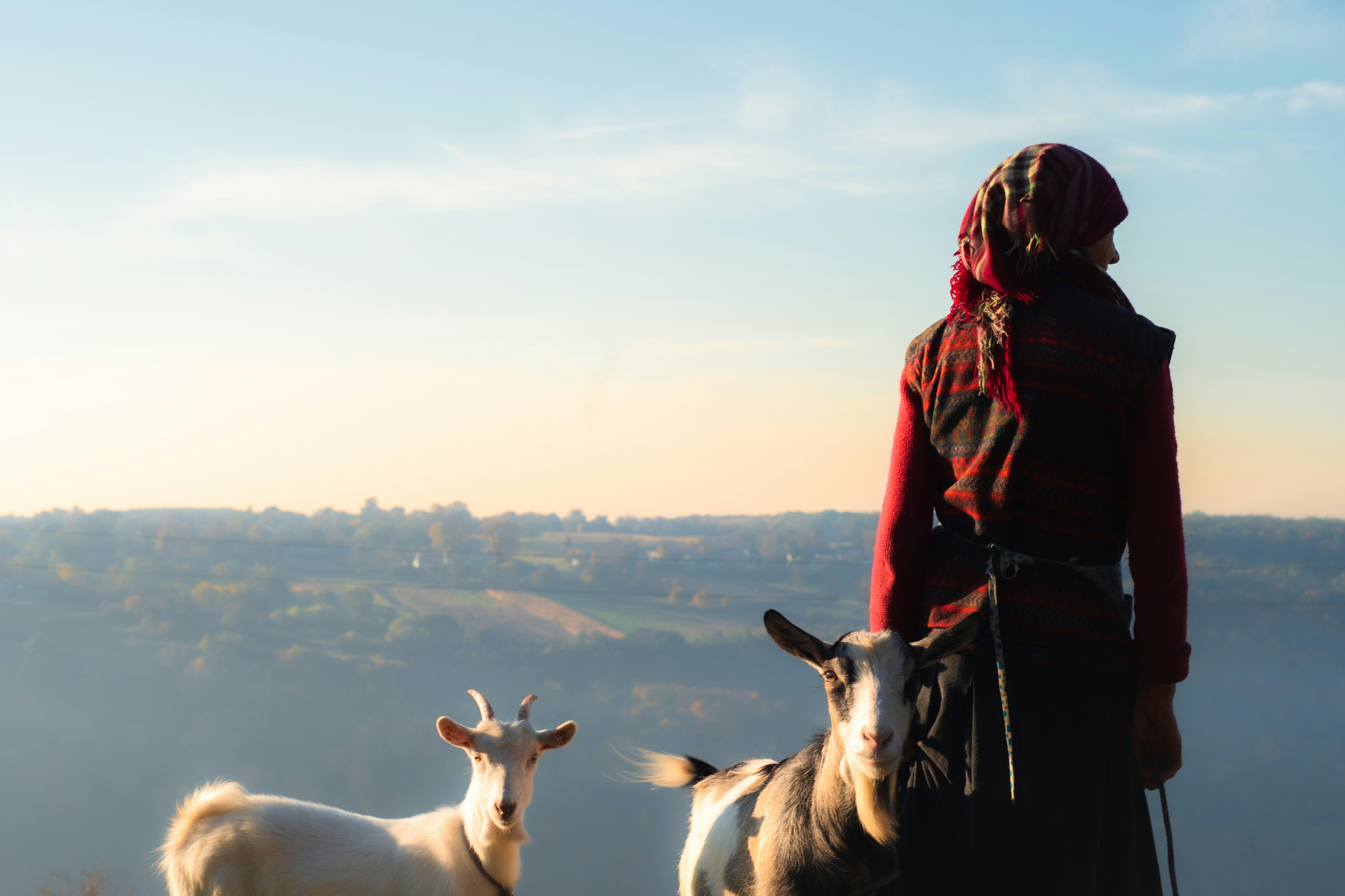 Dawn Ridge: A Red-cloaked Traveler and Two Goats Under a Quiet Horizon