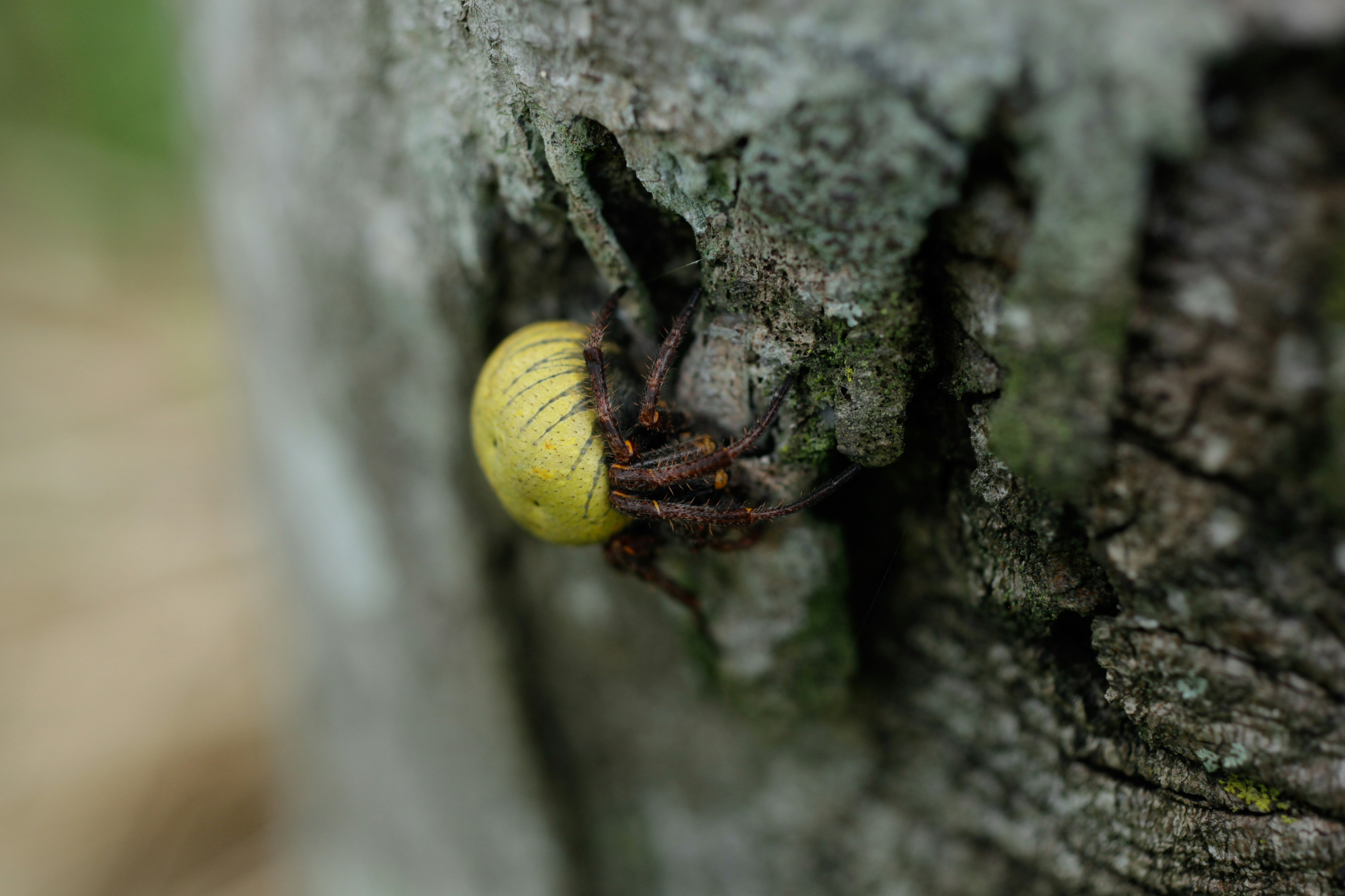Photo by PROJETO CAFÉ GATO-MOURISCO with Canon EOS 5D Mark II