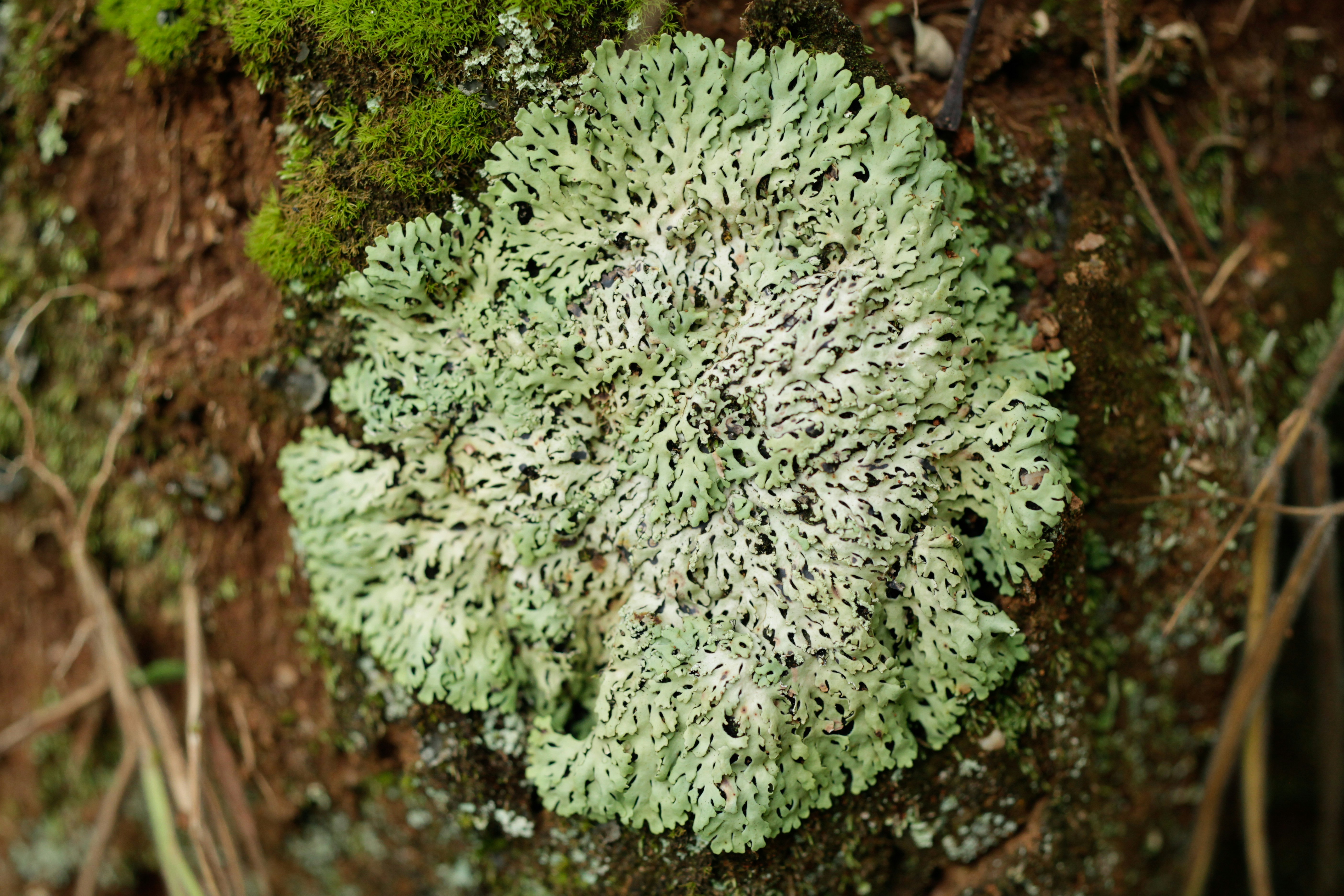 Emerald Frill: A Circular Lichen Ring Adhered to Mossy Bark