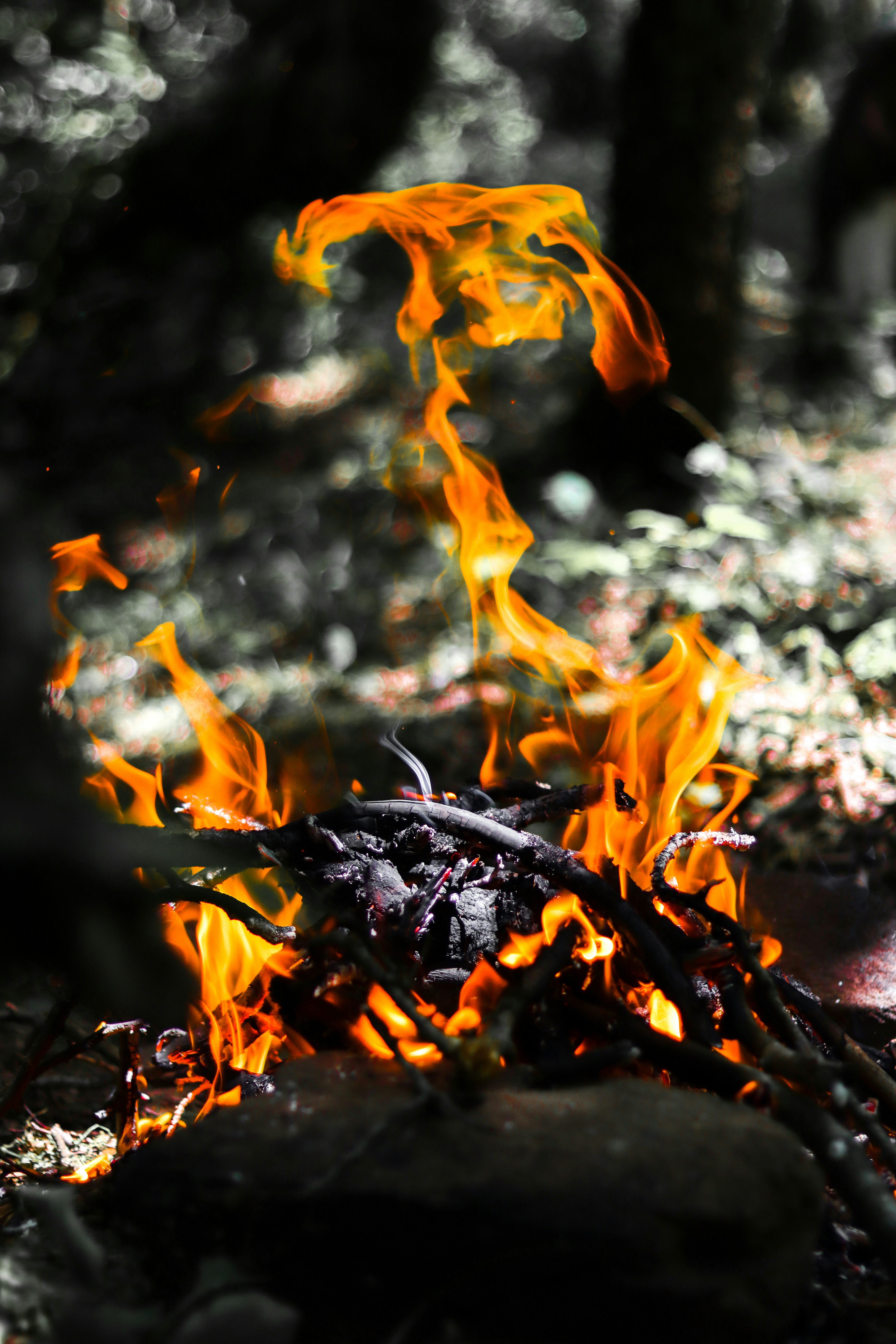 A bright campfire burns against a forest background. photo – Free Fire ...