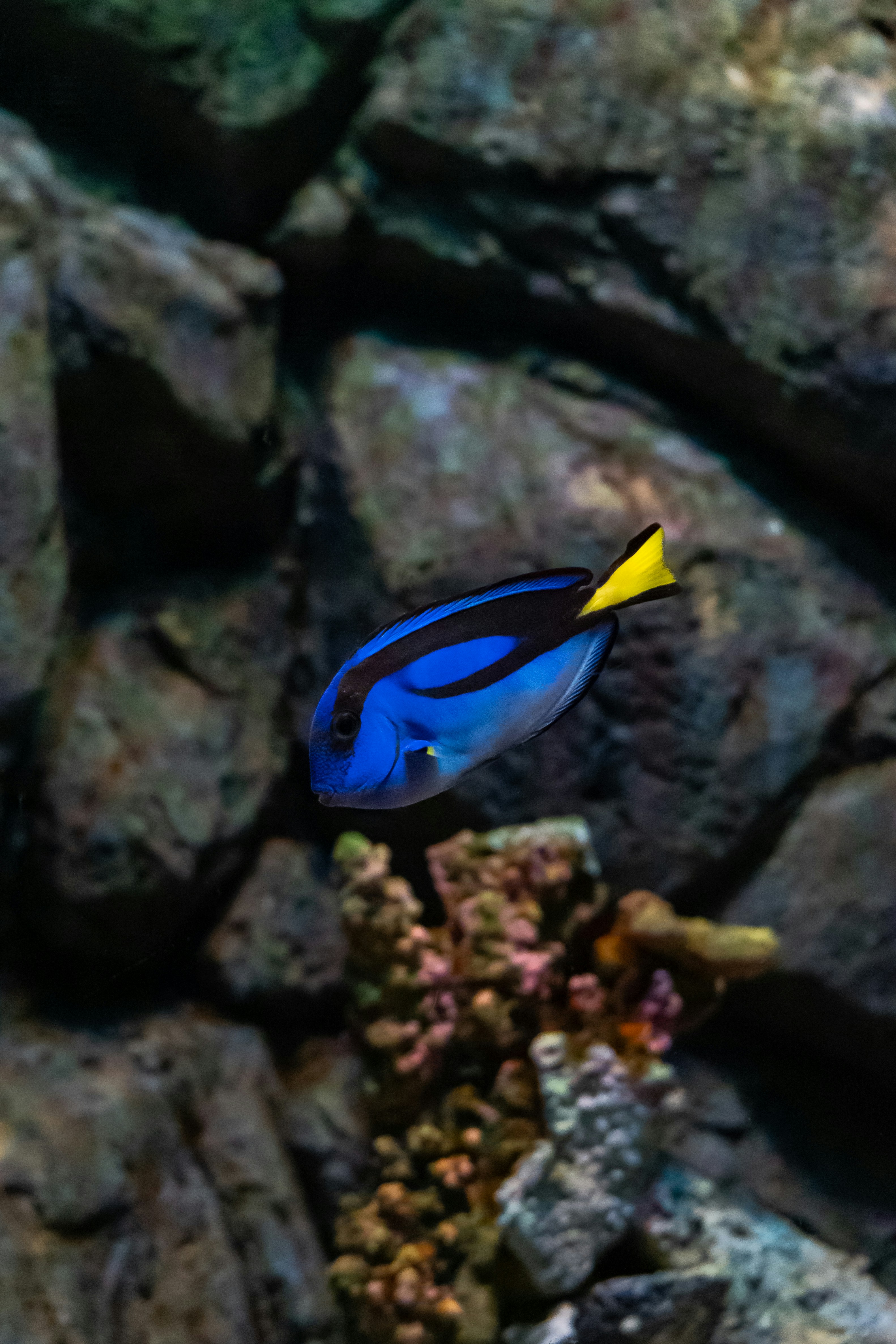 A Glimpse into the Coral Kingdom