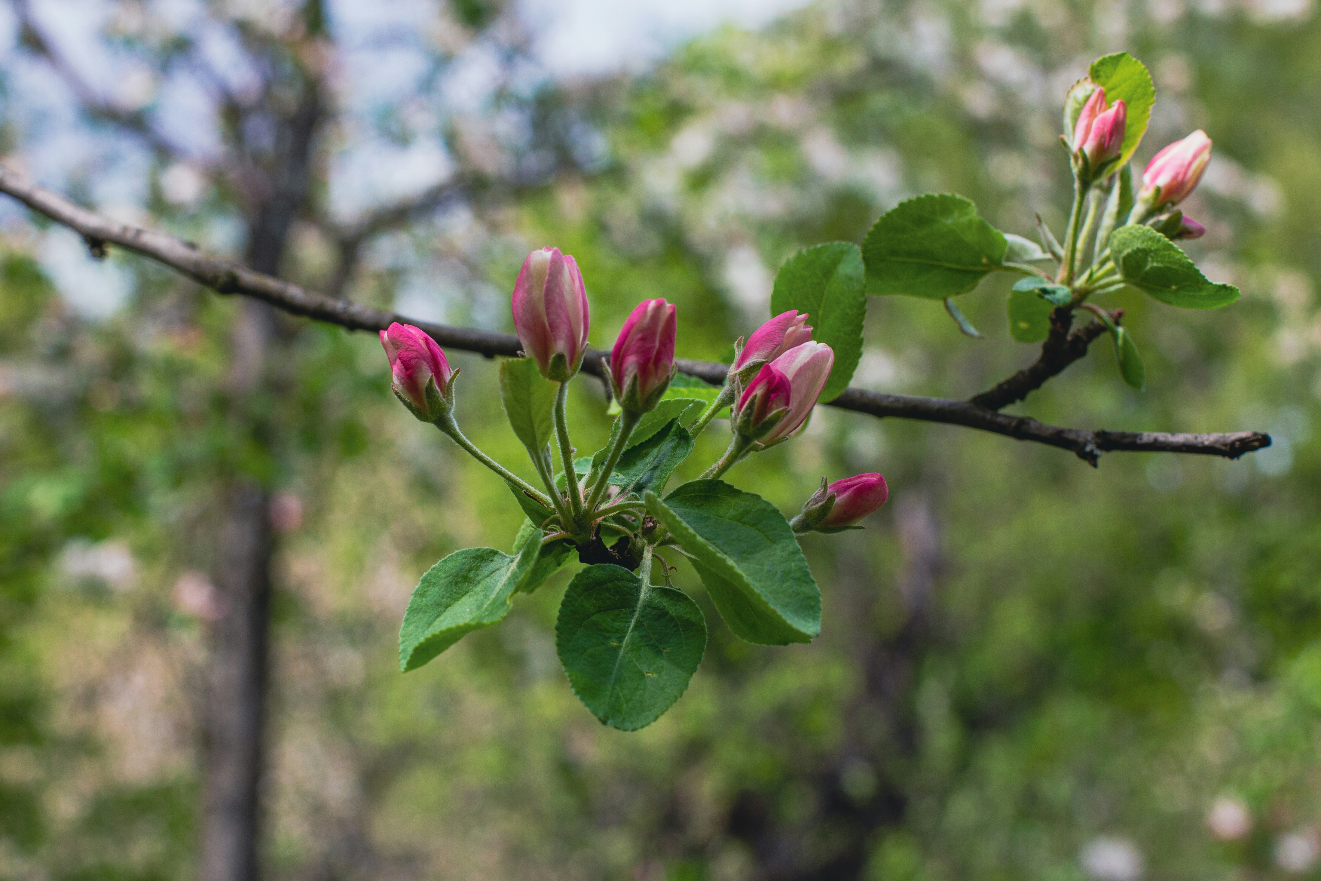 Spring's Tender Awakening