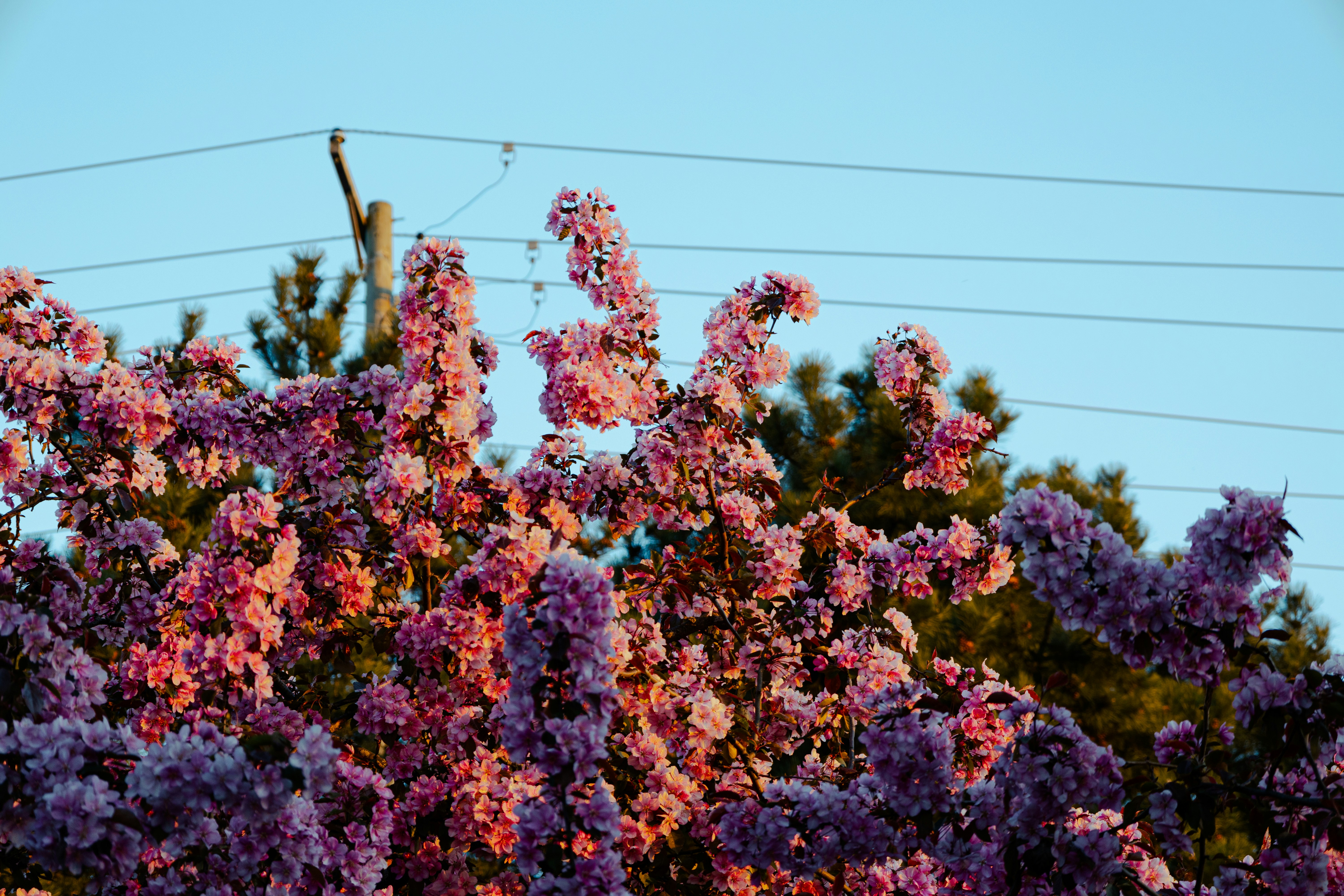 Sunlit Lilac Tapestry Beneath Quiet Power Lines