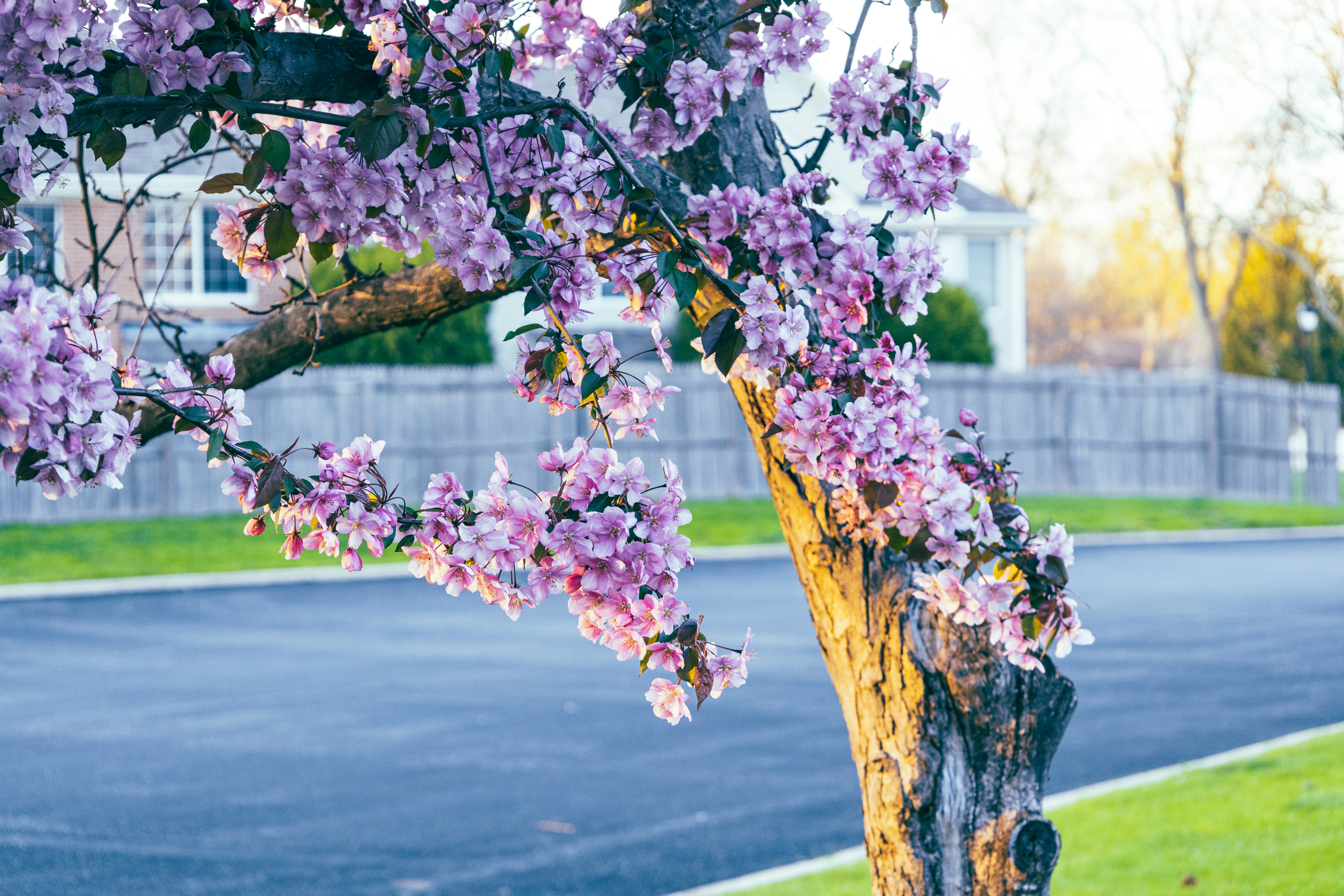 Blossom Arc Over a Quiet Suburban Street
