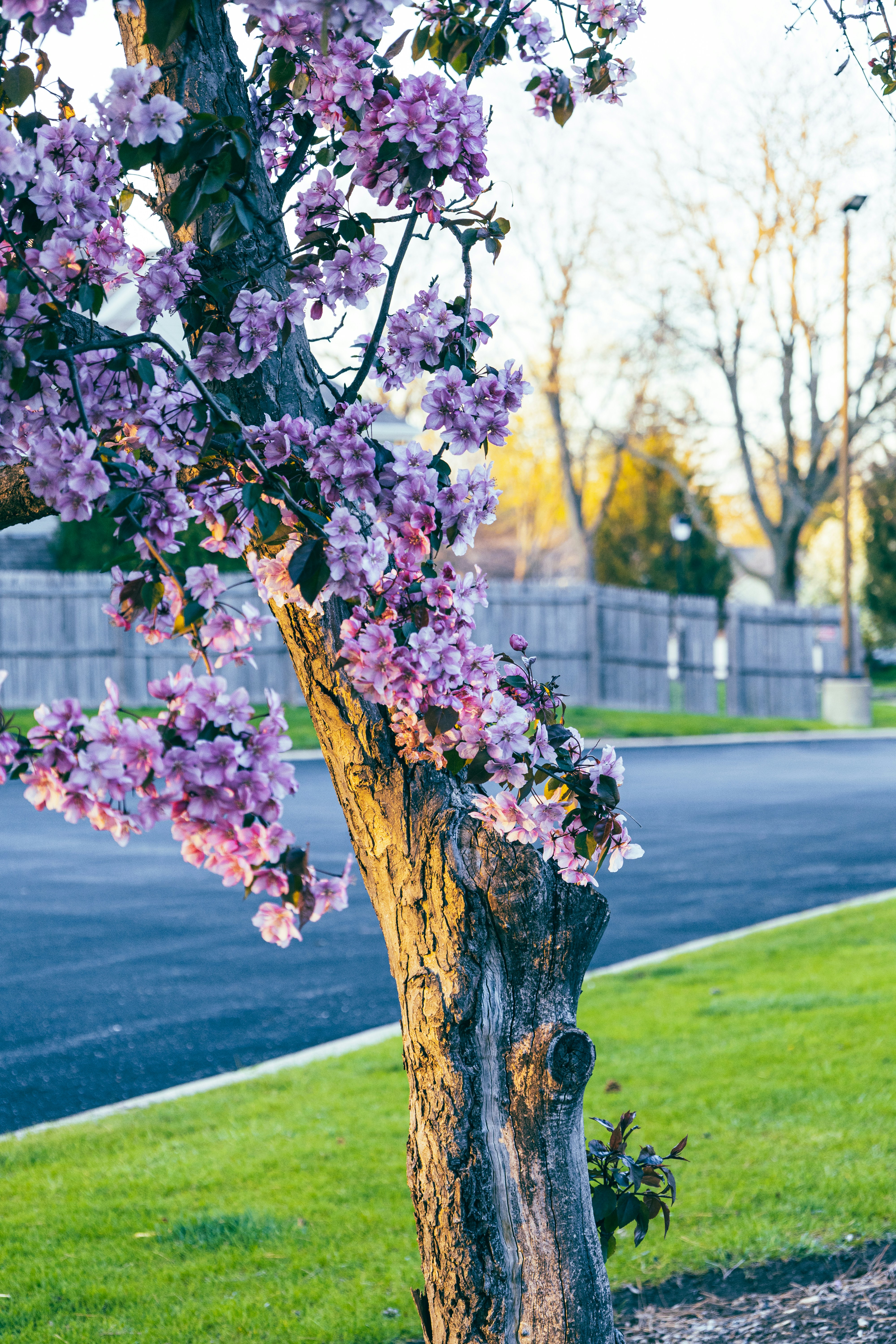 Blossoms Cling to a Sunlit Suburban Trunk