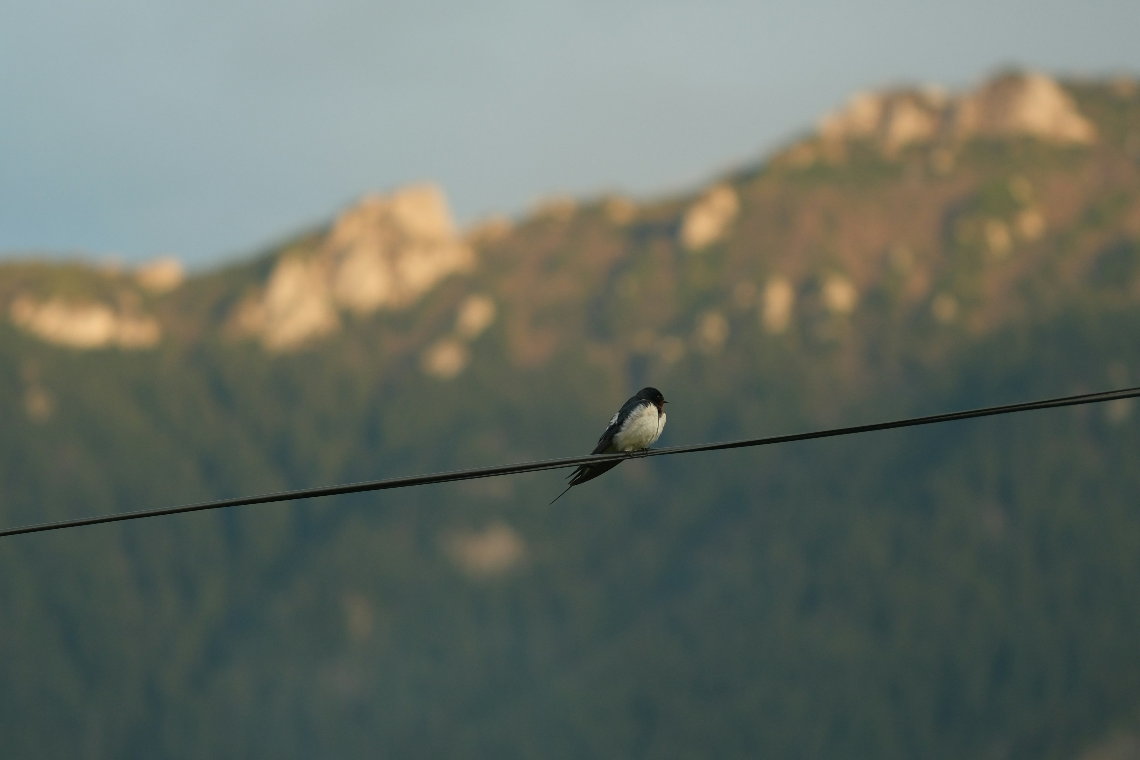 Sparrow on a Wire, Quiet Ridge in the Distance