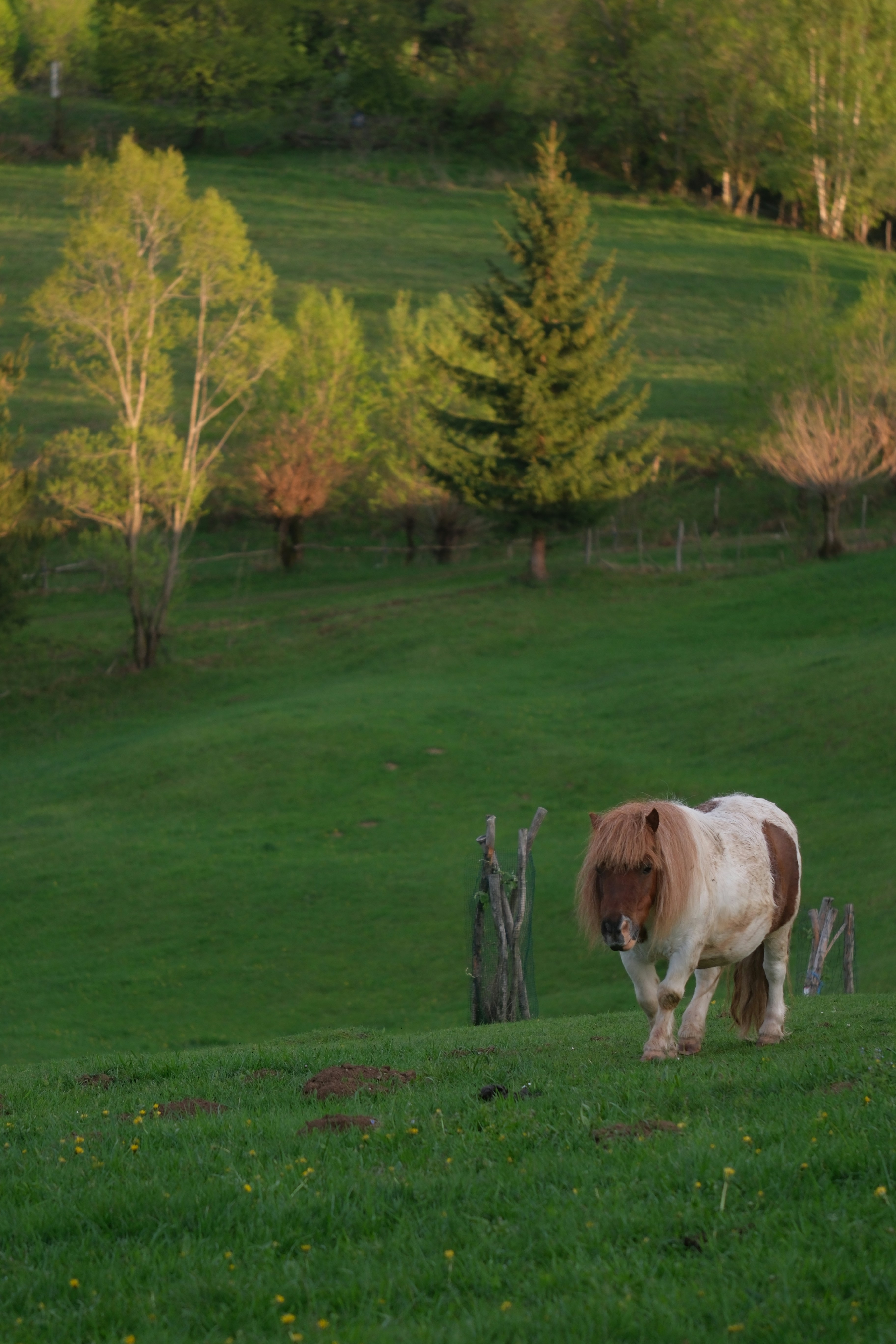 Sunlit Meadow Pony by a Weathered Fence