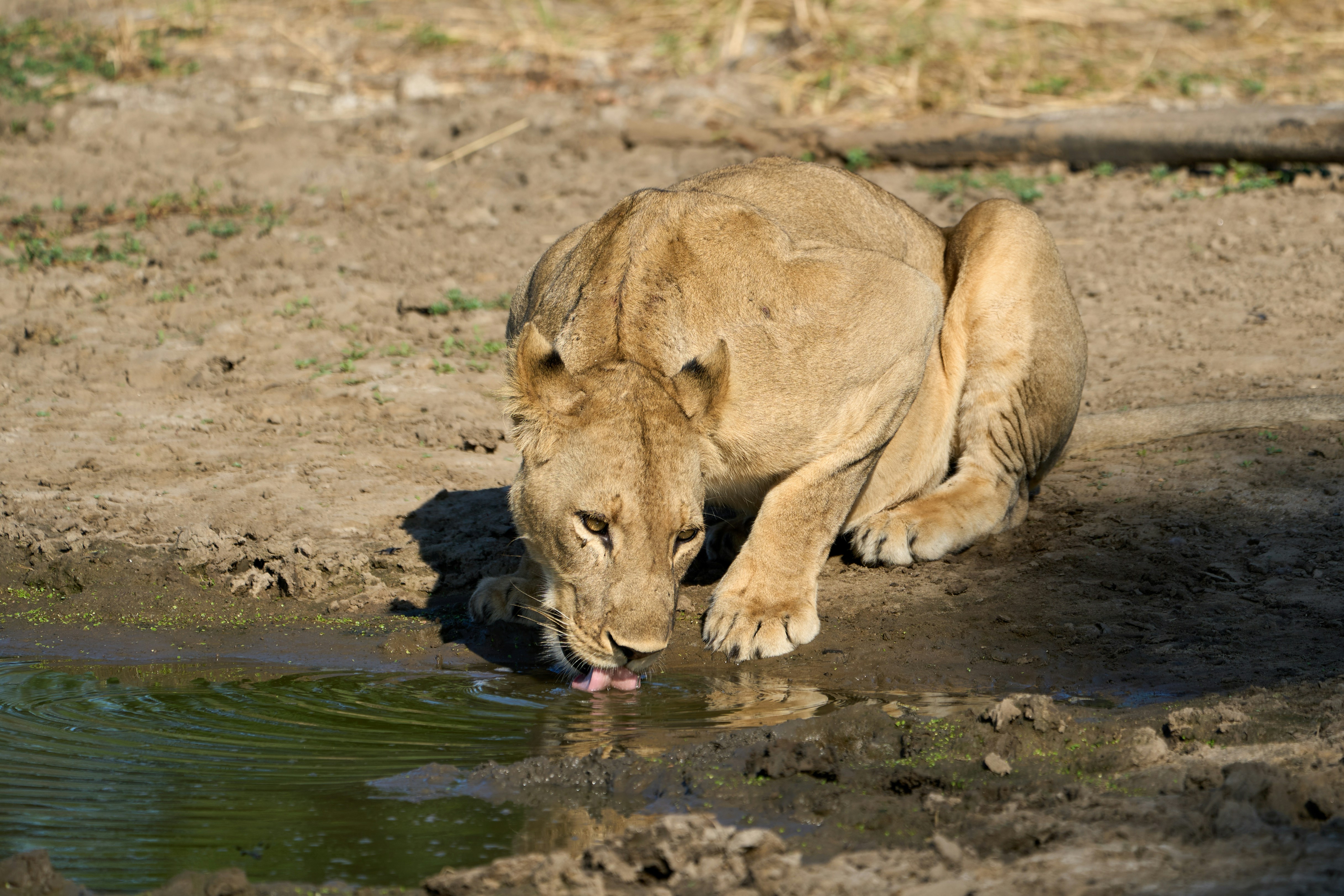 Lioness at the Waterhole: a Quiet Drink at Dappled Sand