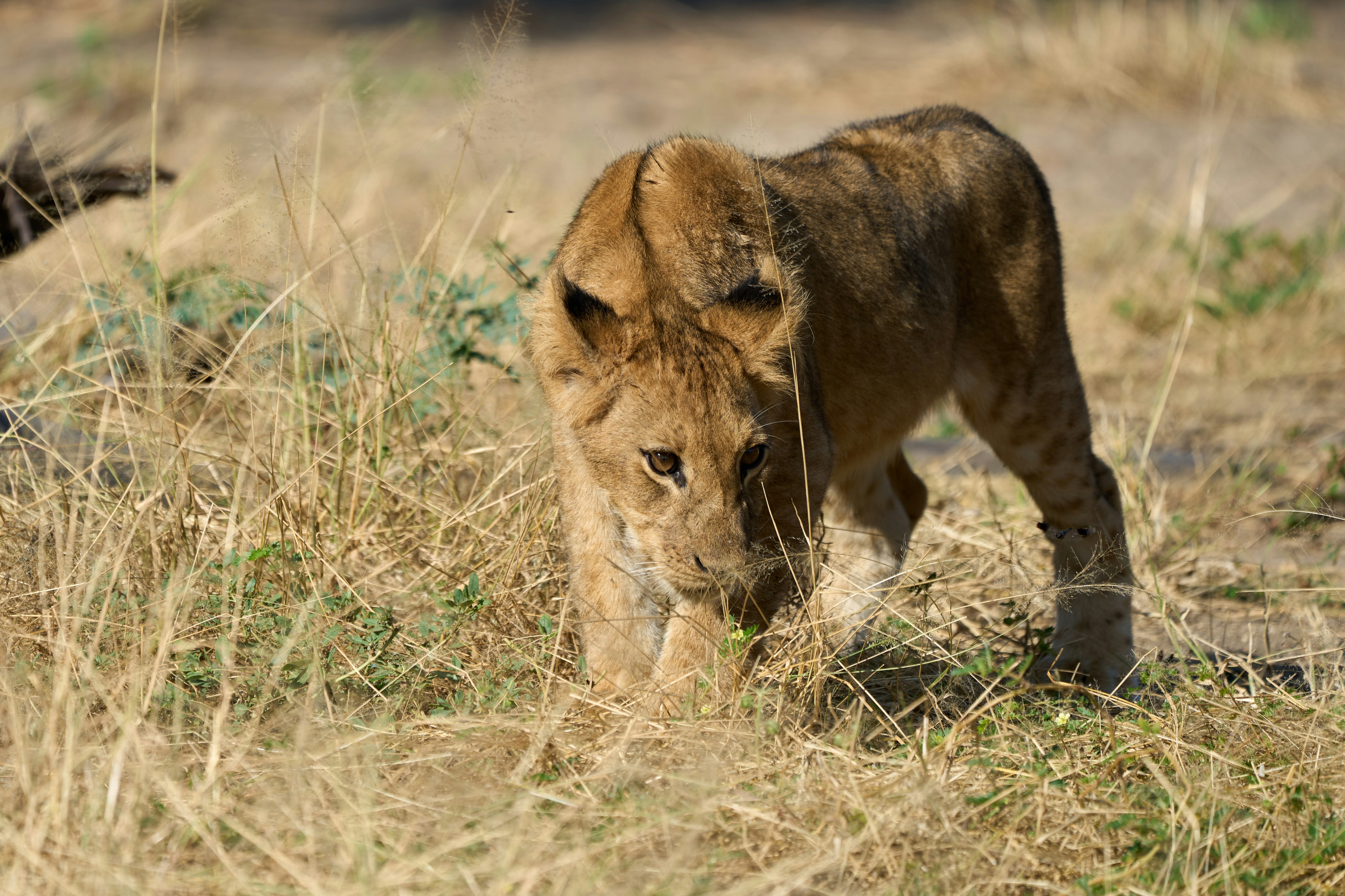 A lion cub walks through tall, dry grass. photo – Free Cat Image on ...