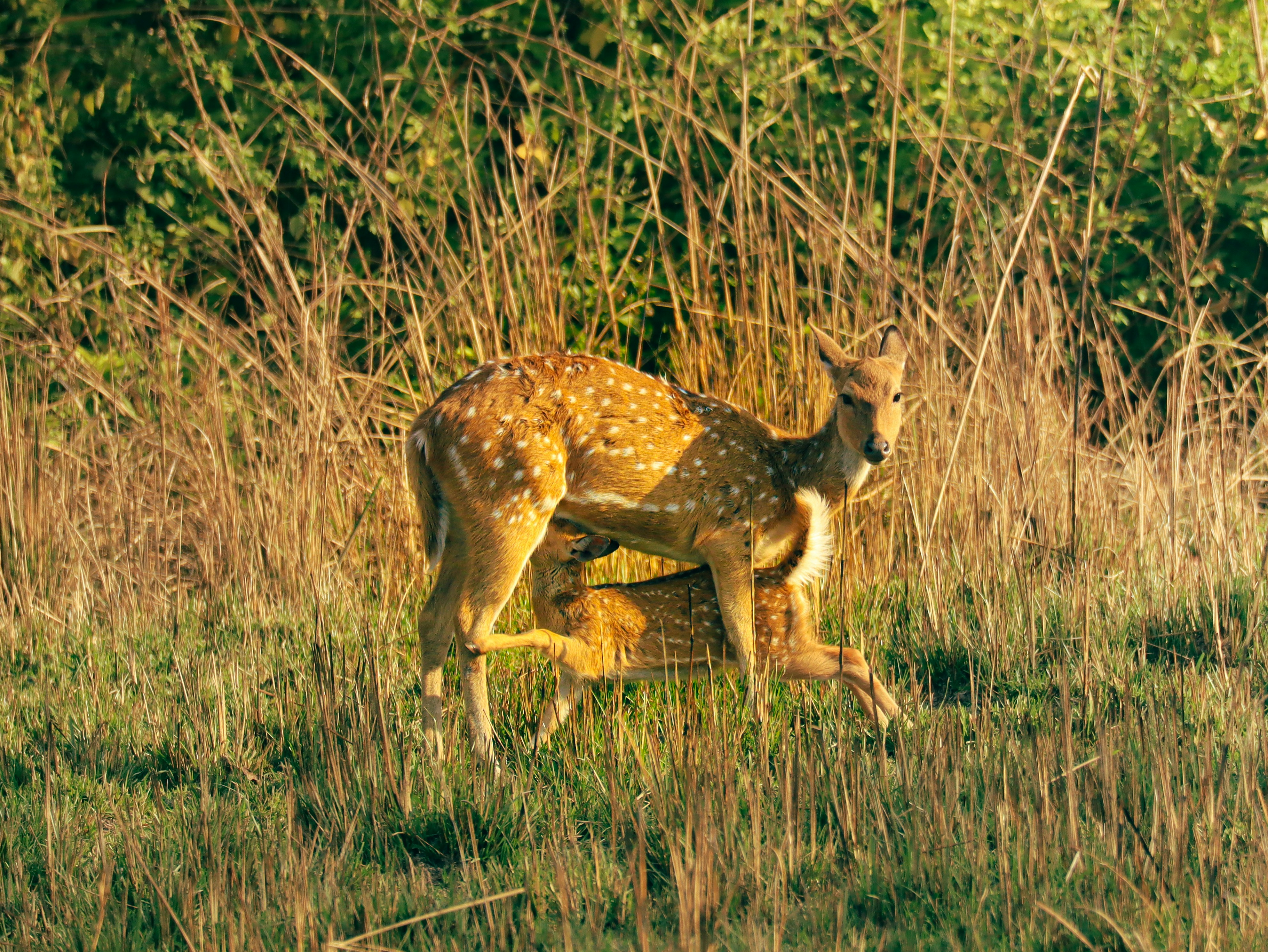A spotted deer stands in a sunlit meadow while its fawn nuzzles beneath, highlighting the bond between mother and offspring.