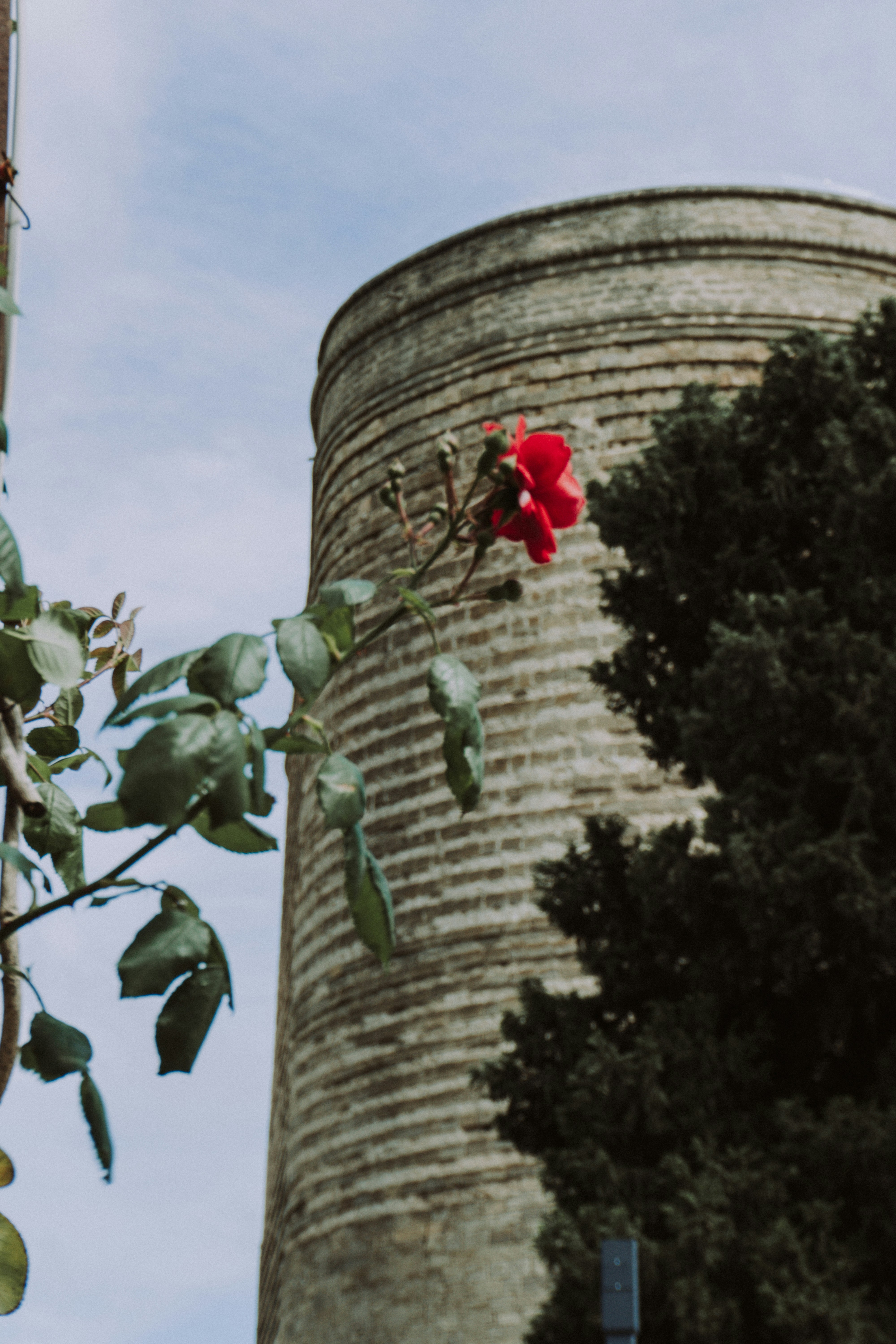 Crimson Rose Framing a Weathered Brick Sentinel