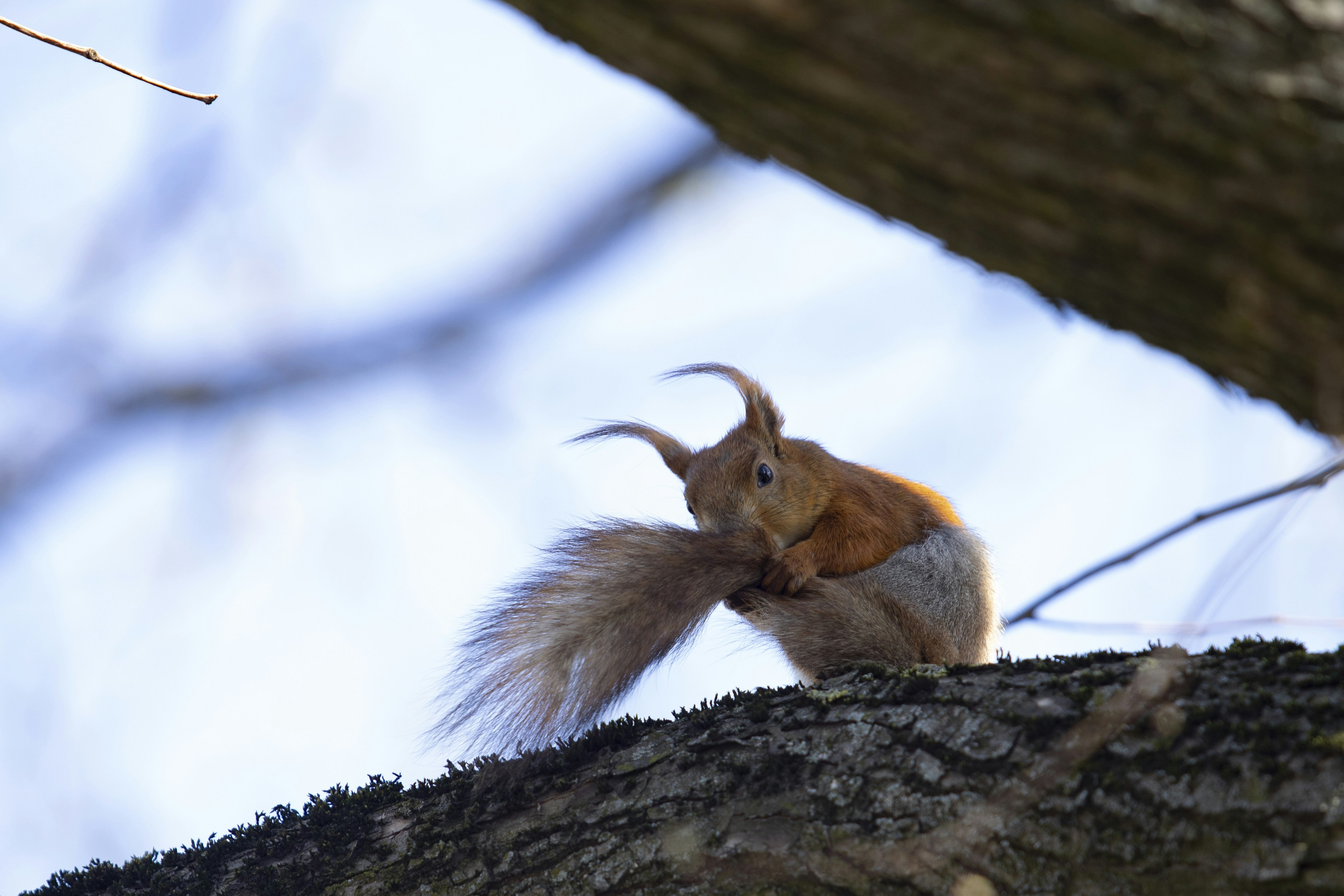 Tufted-Ear Squirrel on a Moss-Crowned Branch Against a Clear Blue Sky