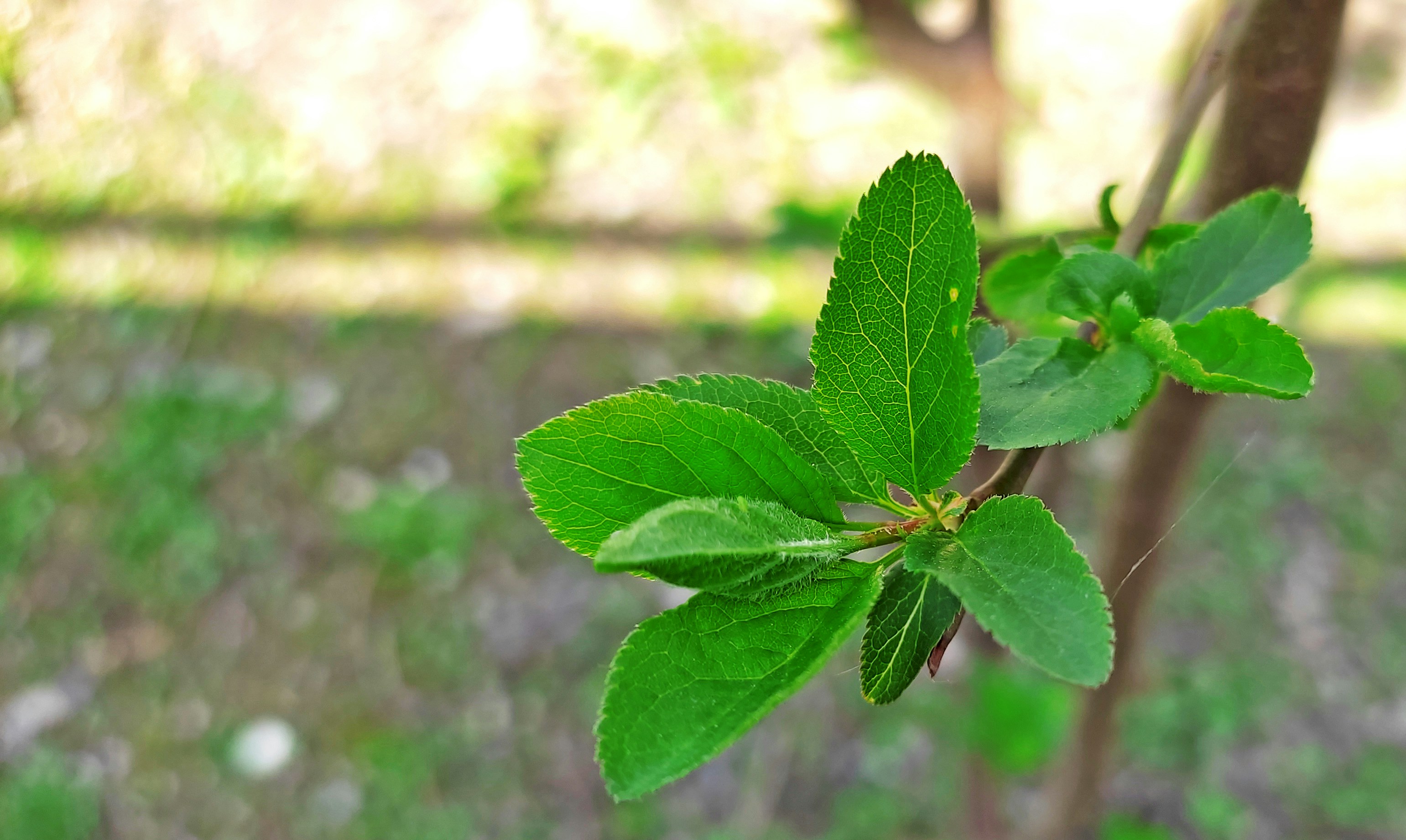 De una pequeña rama brotan hojas verdes. foto – Imagen de Trébol de 4 ...