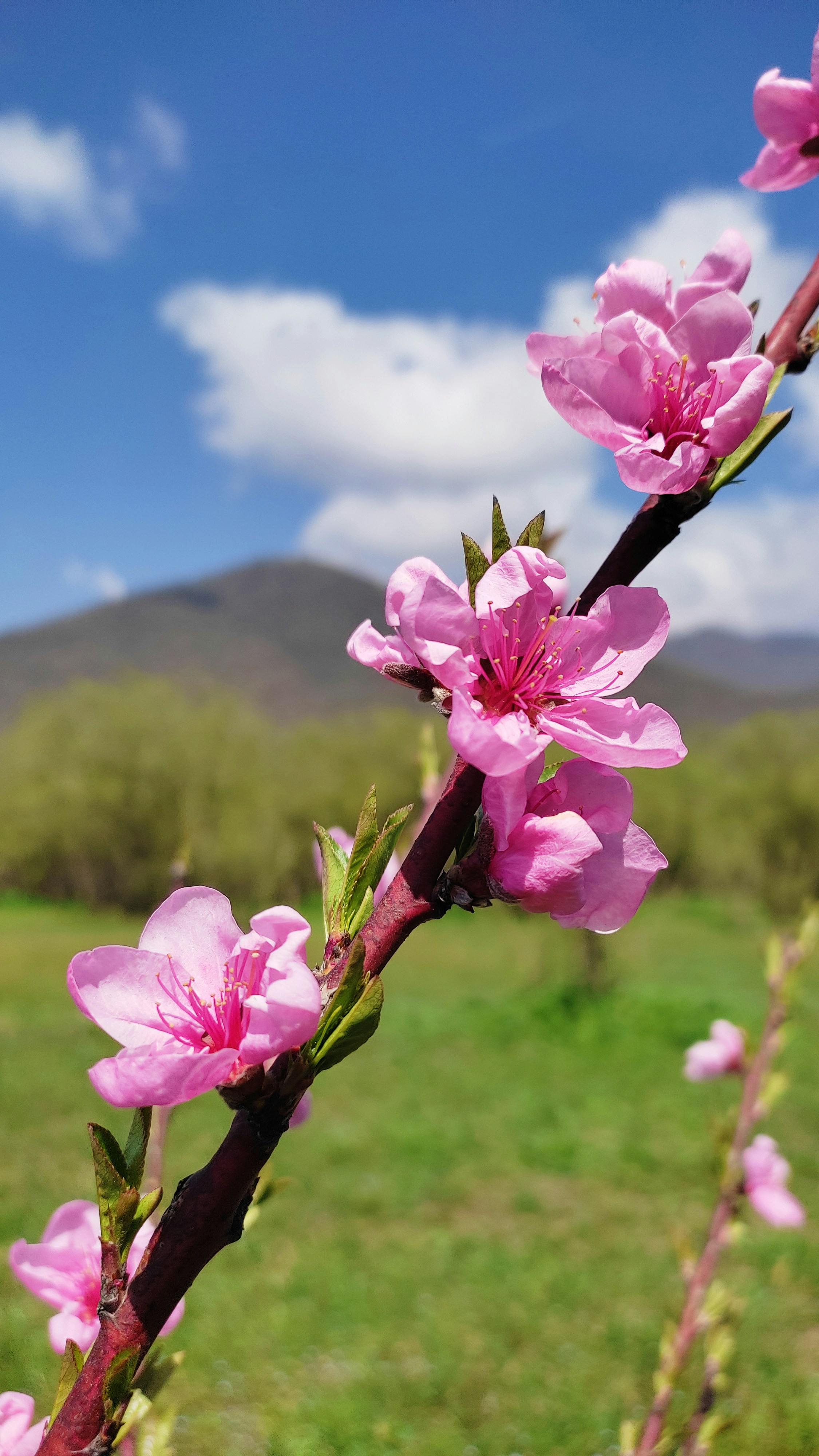 Pink flowers bloom beautifully against the backdrop.