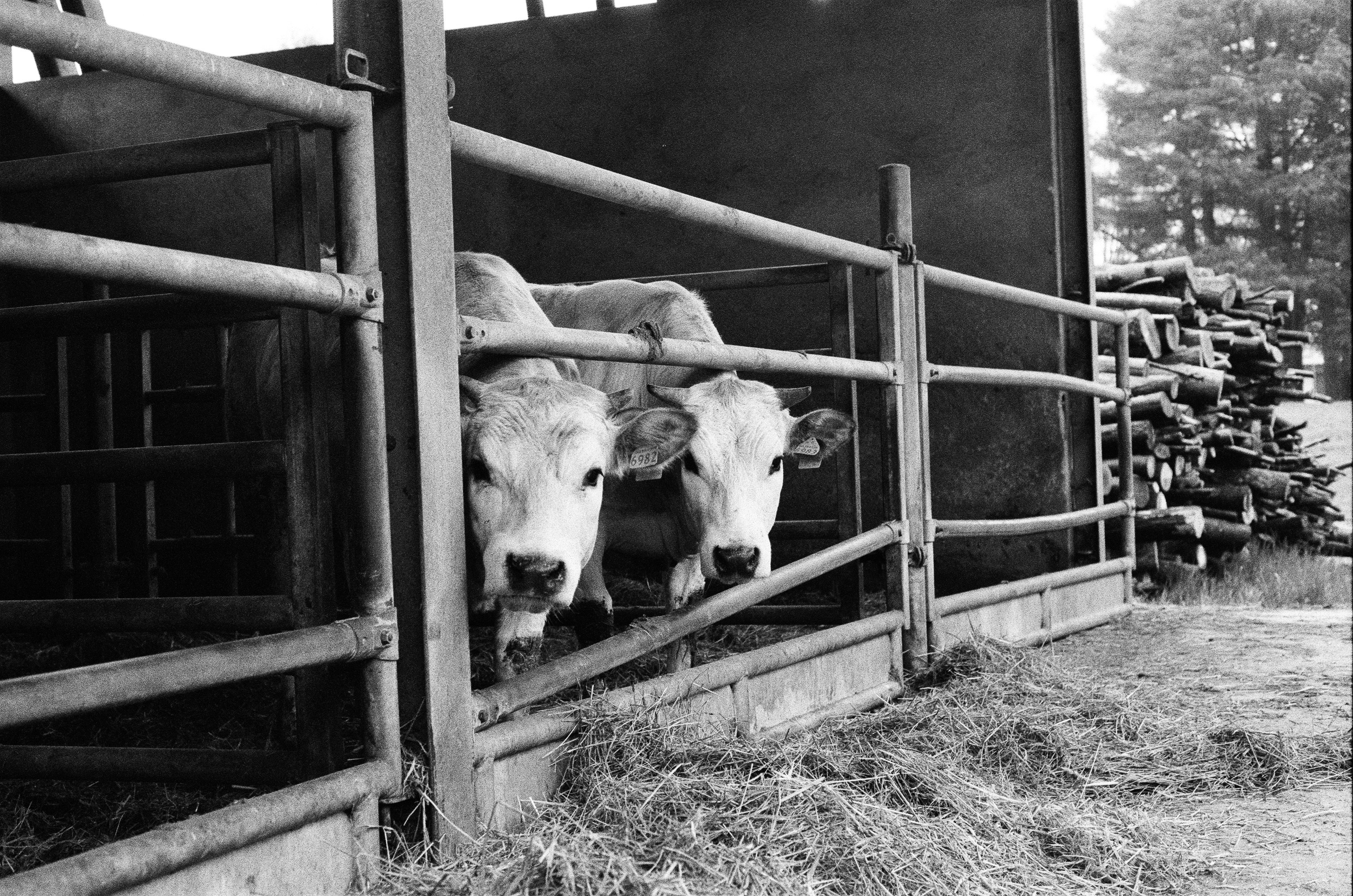 Two curious calves peer through a metal fence.