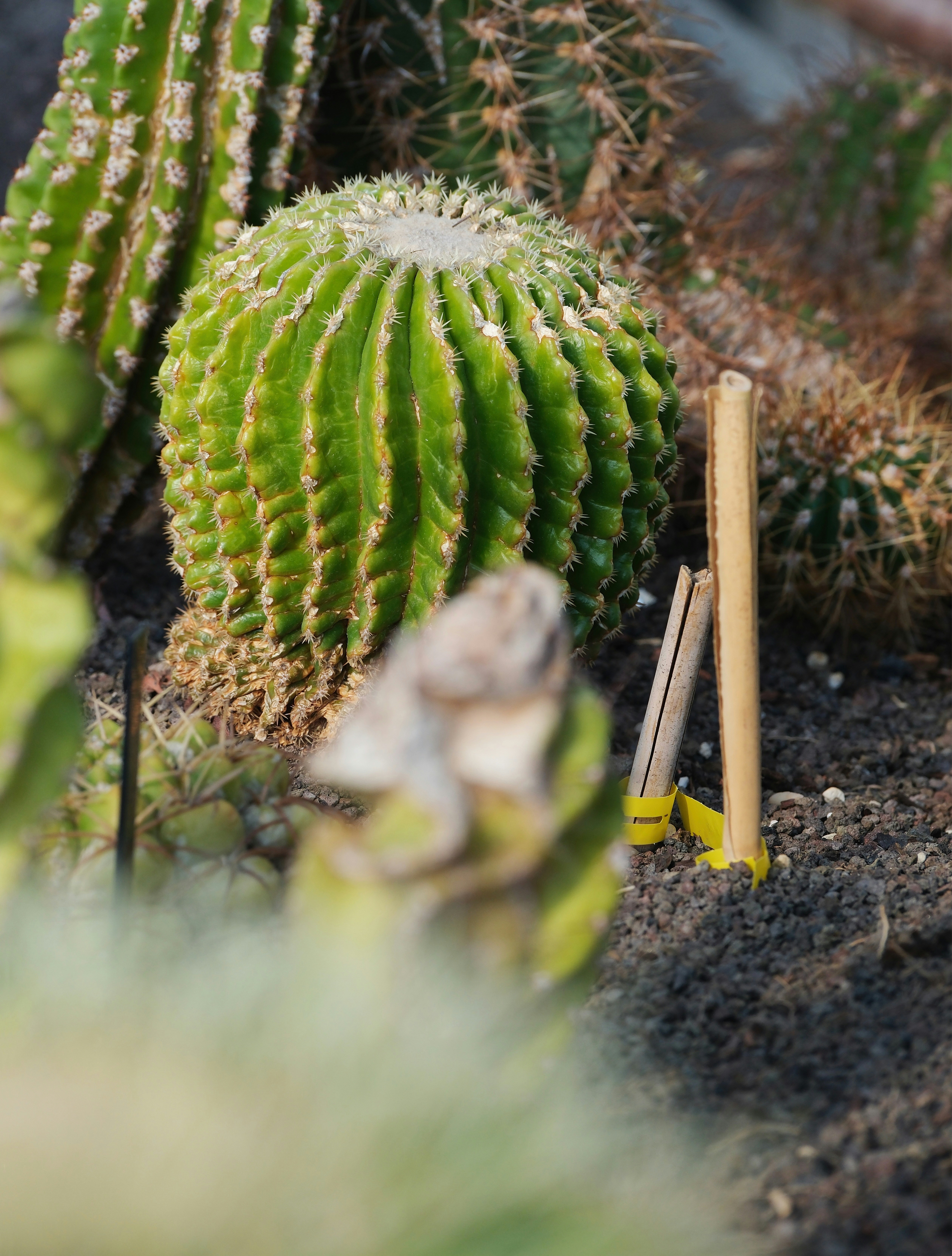 Emerald Barrel in a Desert Studio