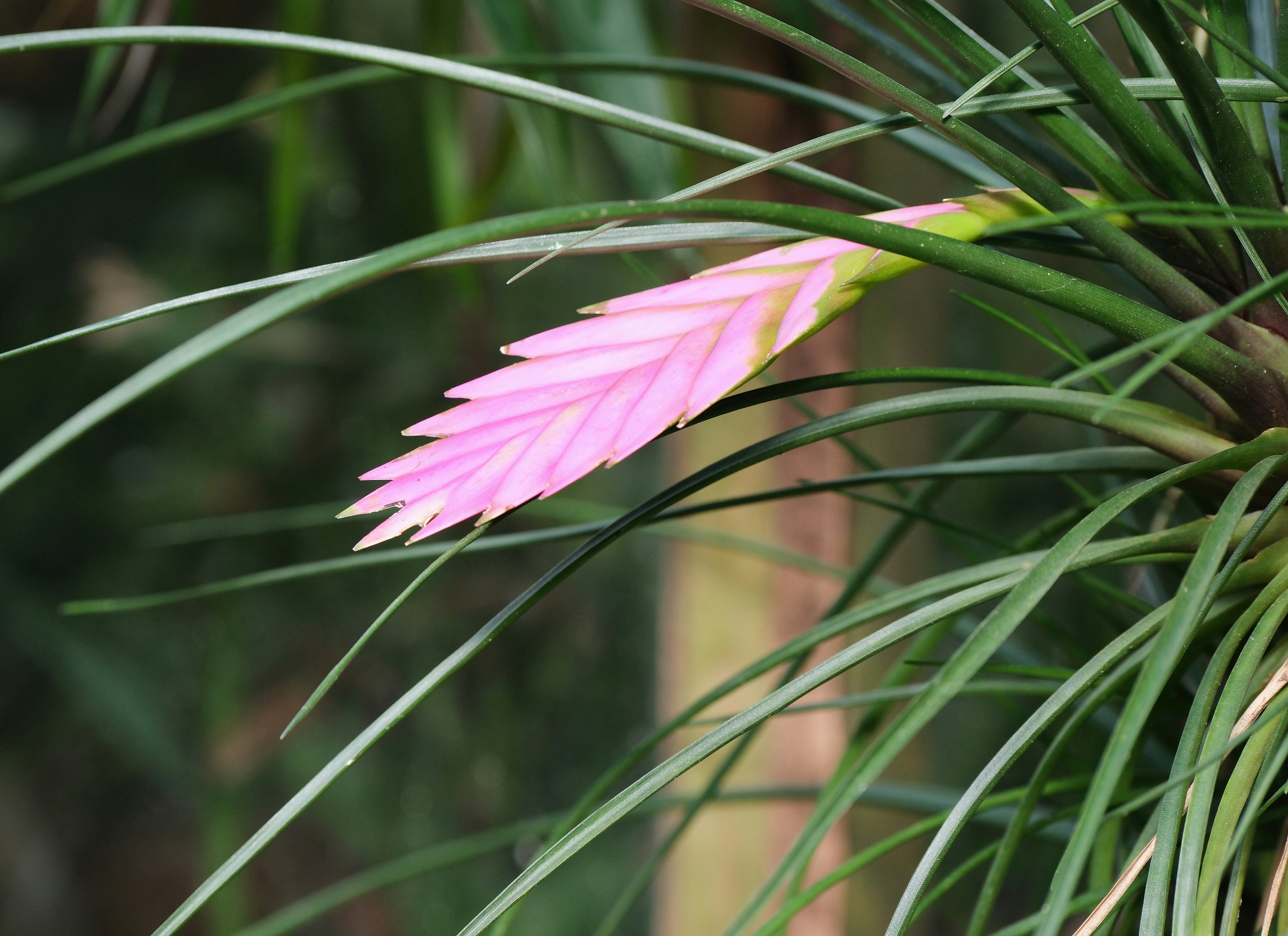 Pink Leaf Pierces the Green Mesh: A Close-Up Tale
