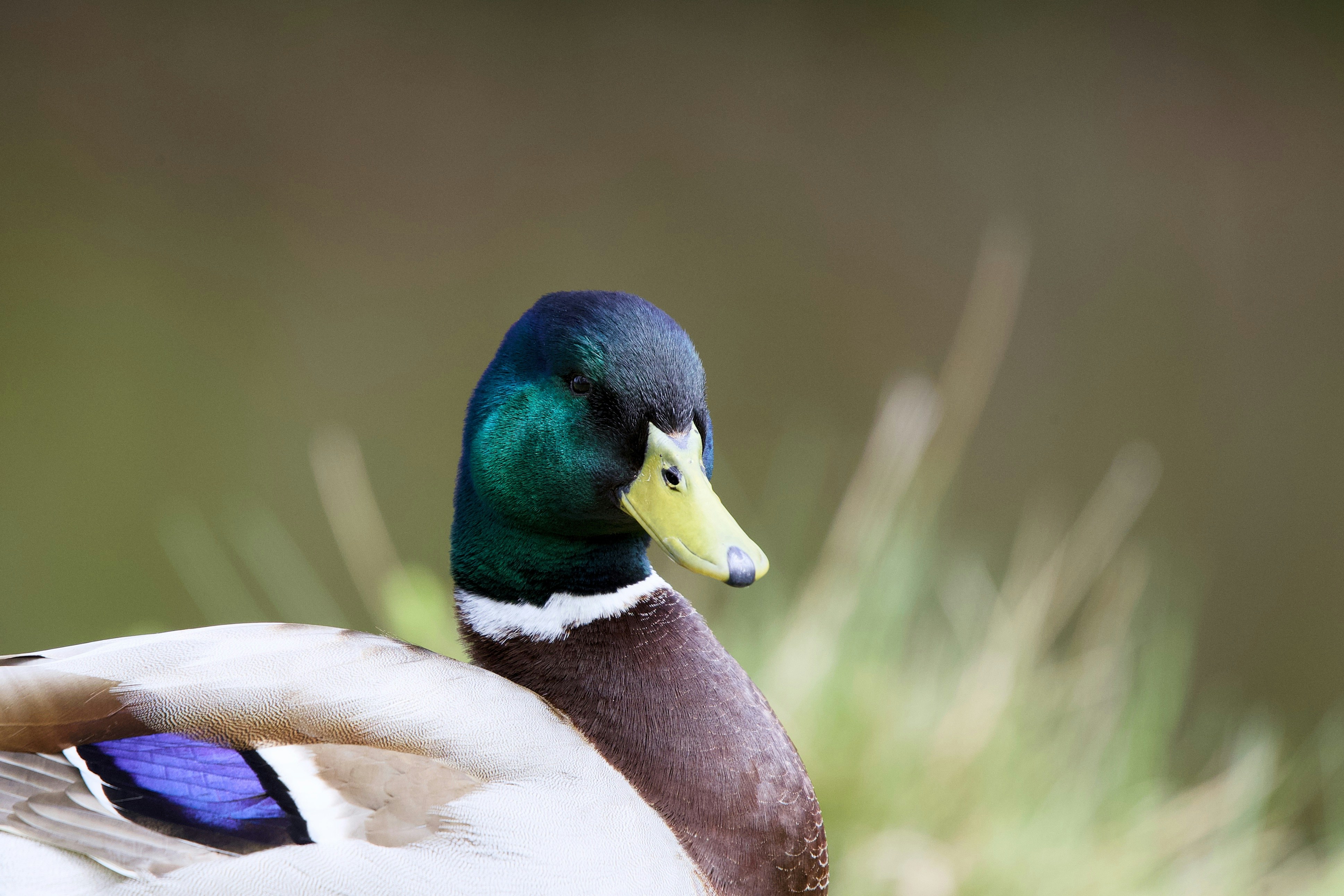 The Regal Quack: A Close-Up Encounter