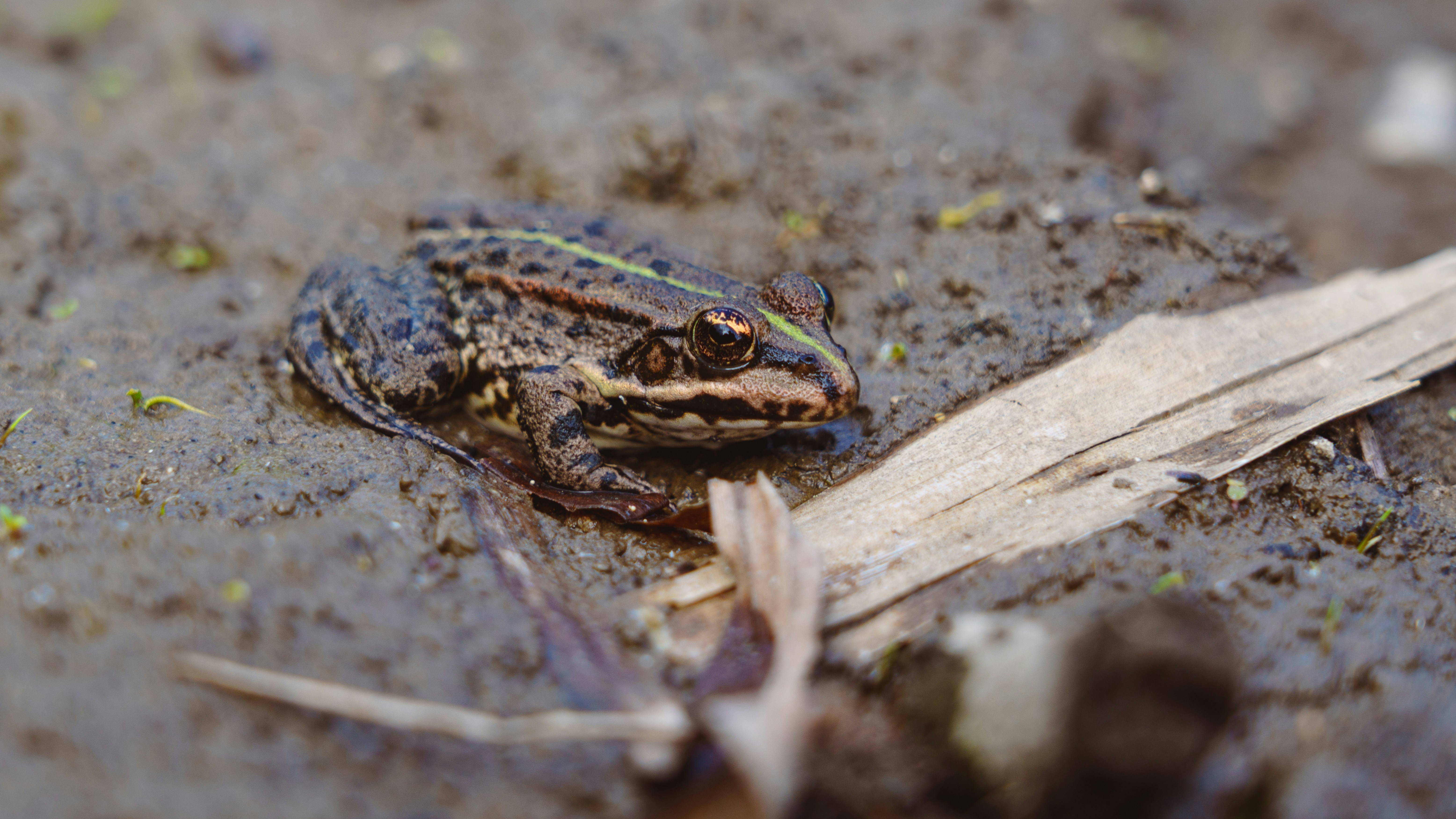 A frog is resting on muddy ground. photo – Free Image on Unsplash