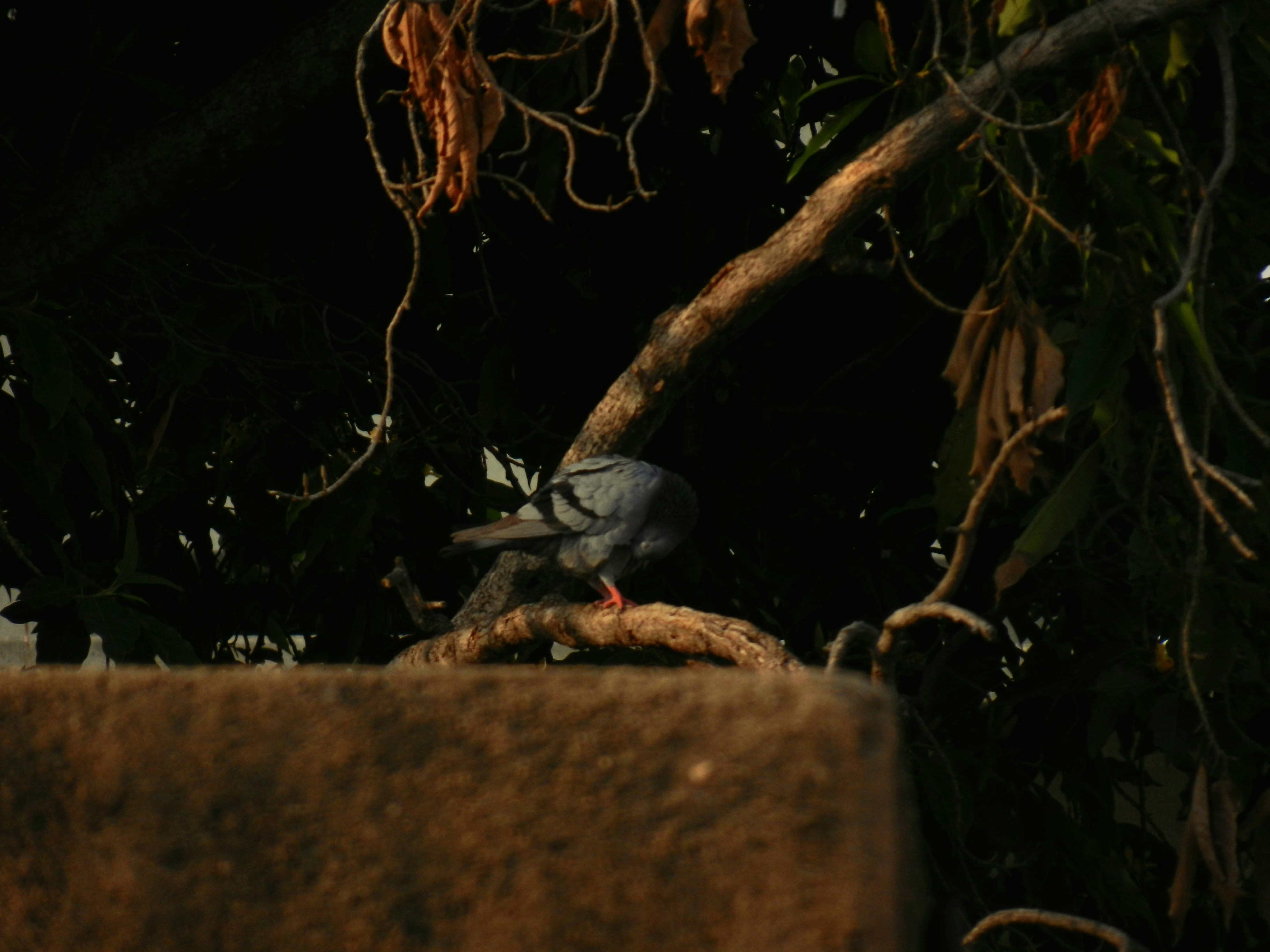 Photo by Muhammed Faizan Hussain with Nikon Coolpix S9100