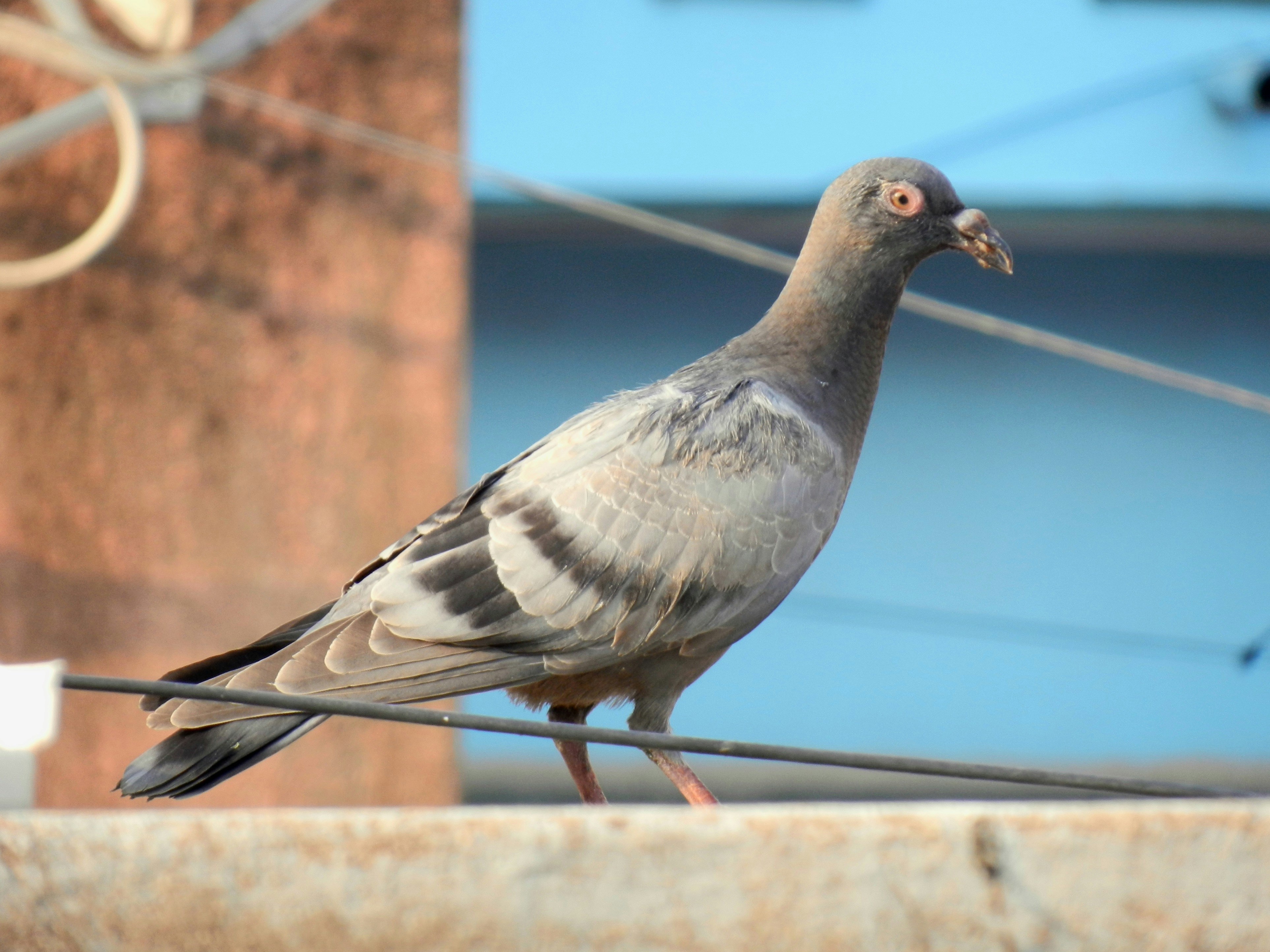 Photo by Muhammed Faizan Hussain with Nikon Coolpix S9100