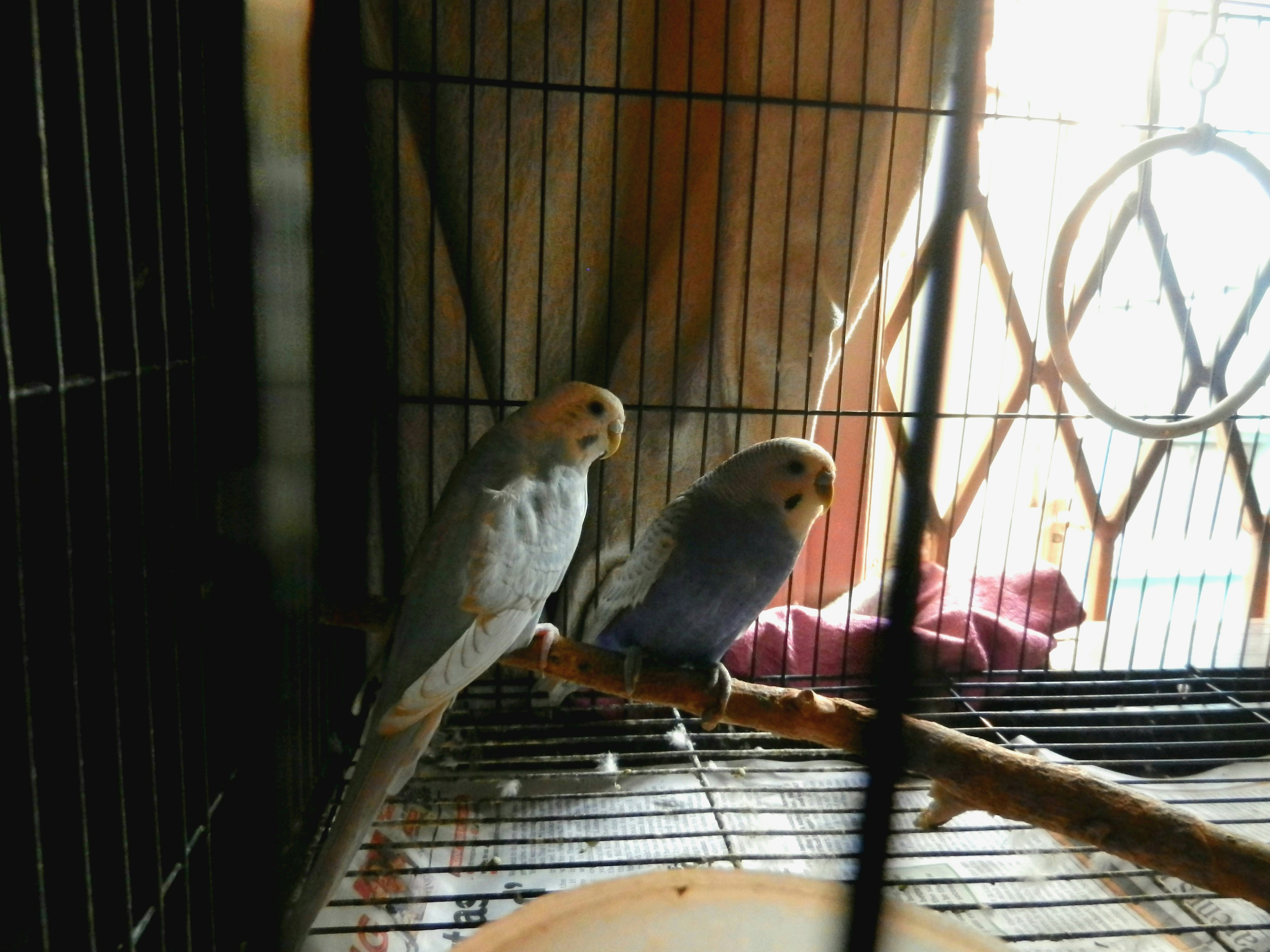 Two budgies are perched inside of a cage.