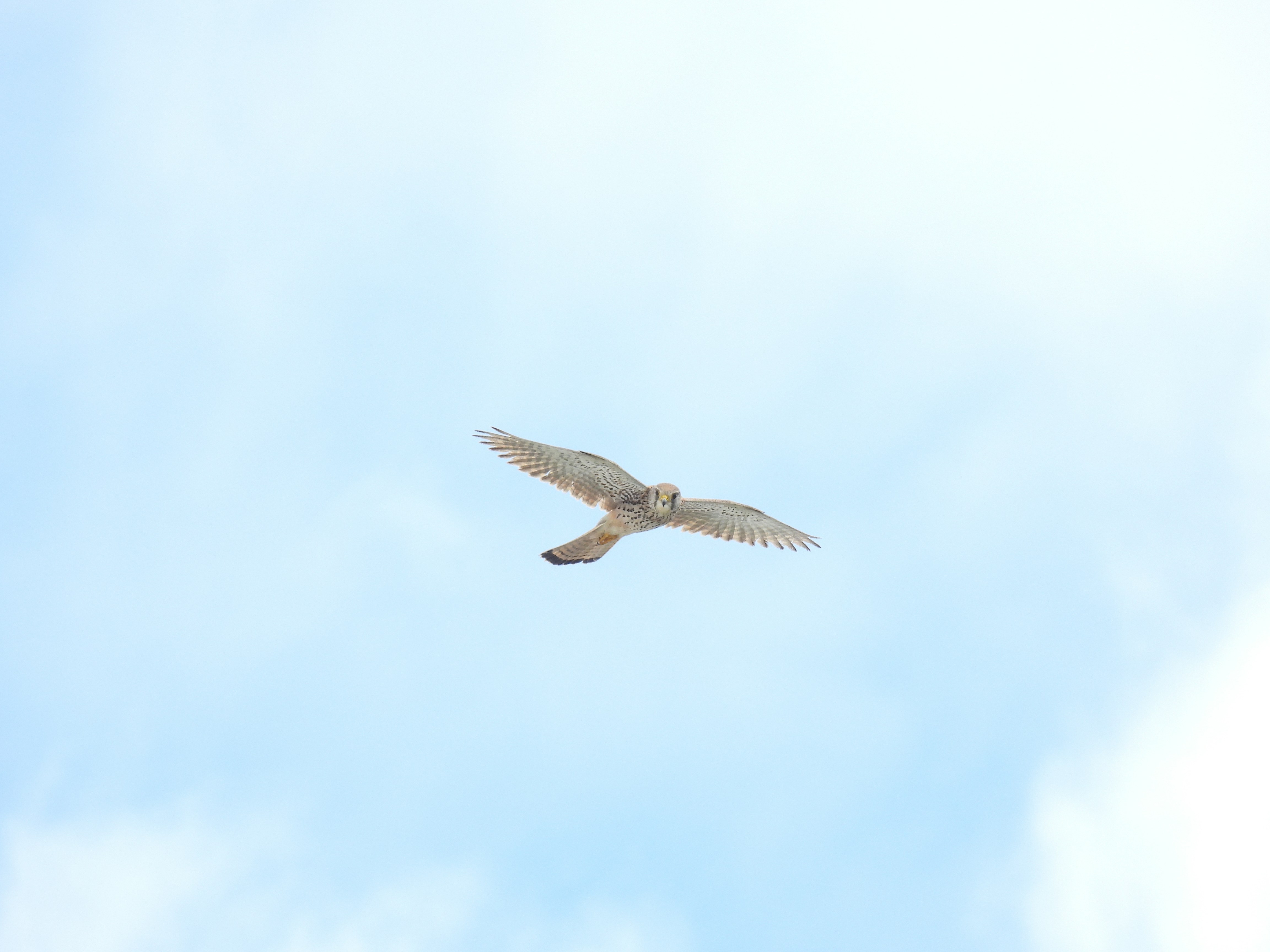 A hawk soars gracefully through the blue sky.