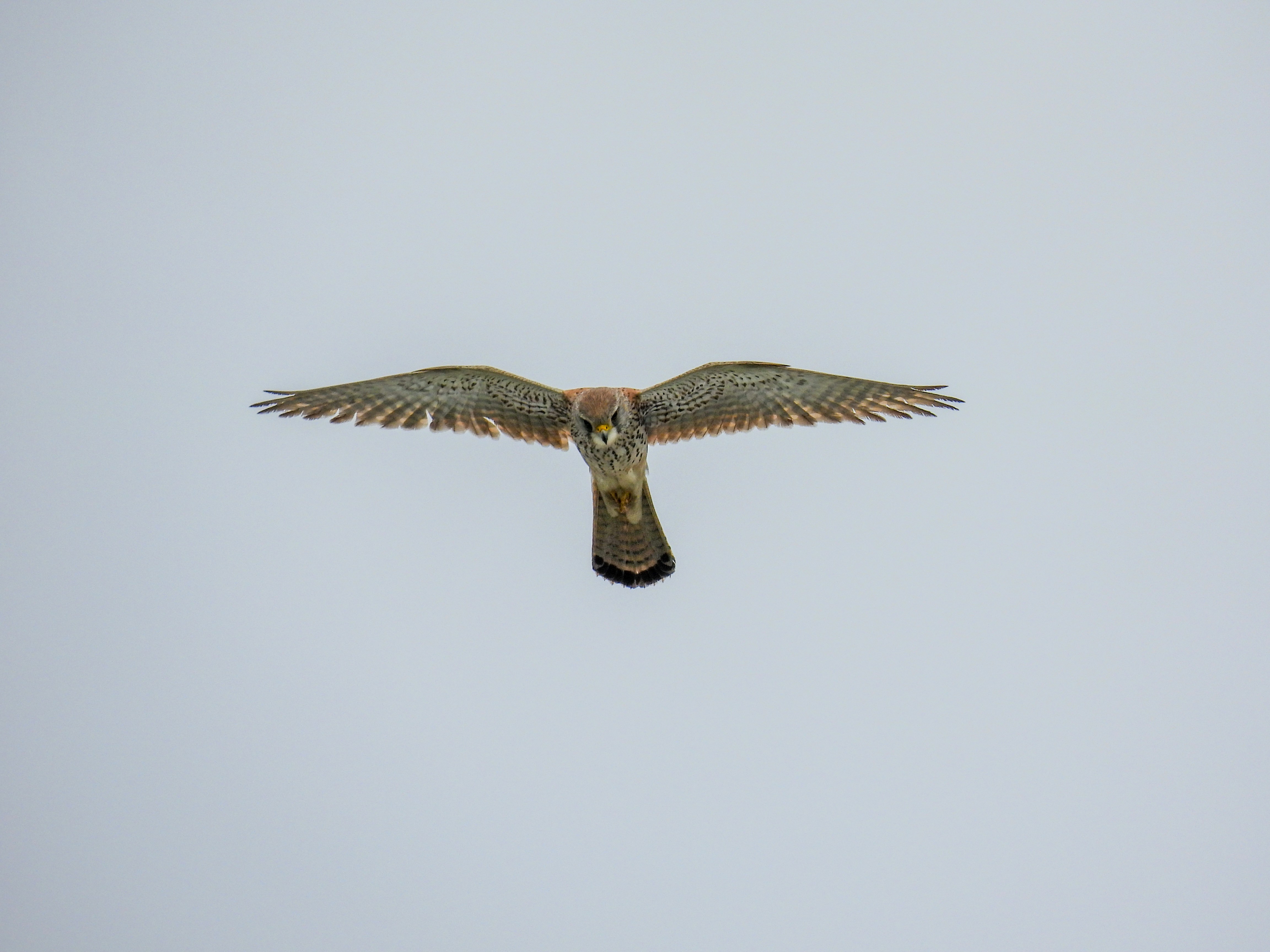 Wing-span in Focus: A Raptor Cleared for the Sky