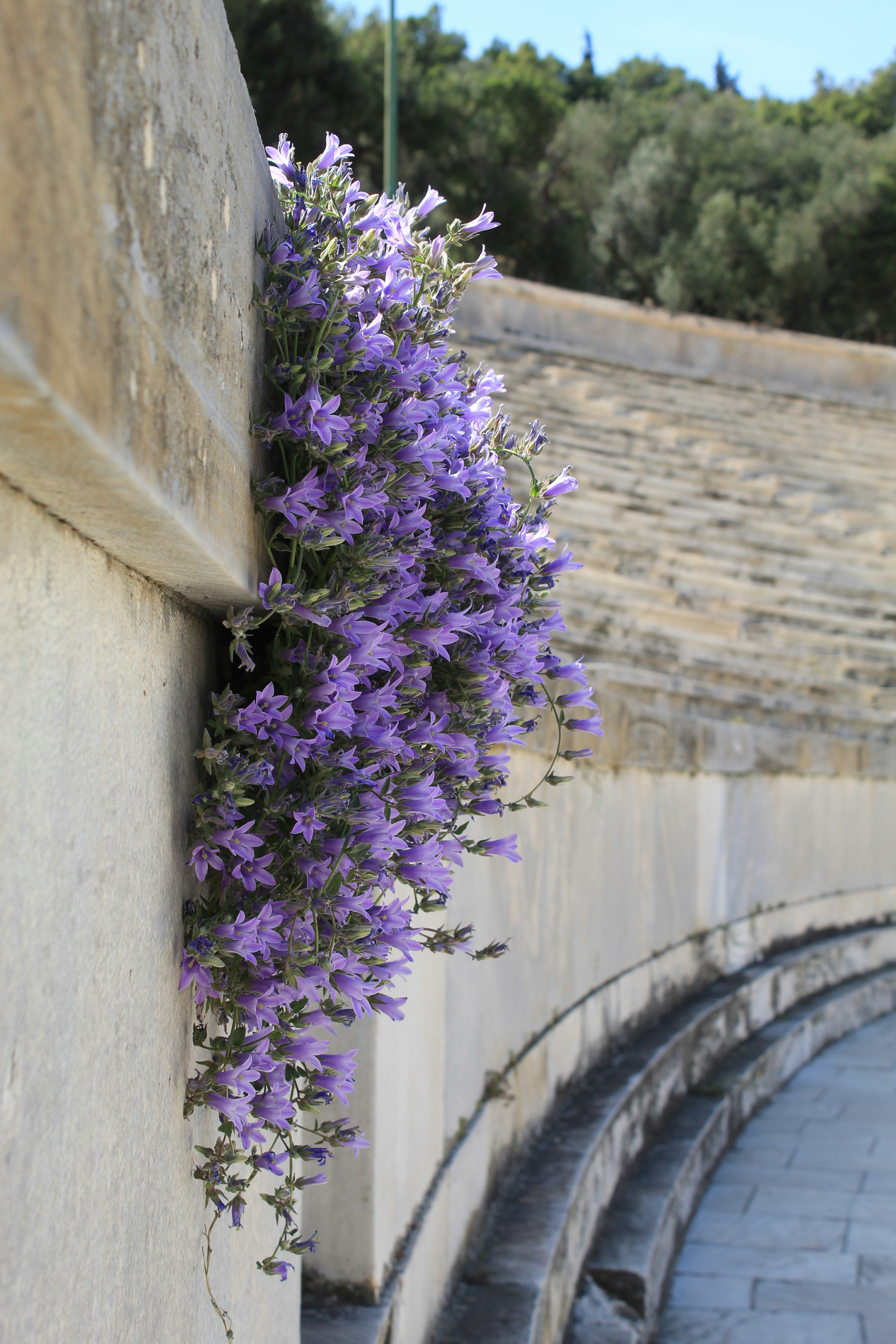 Lavender Veil Fringing a Sunlit Stone Terrace