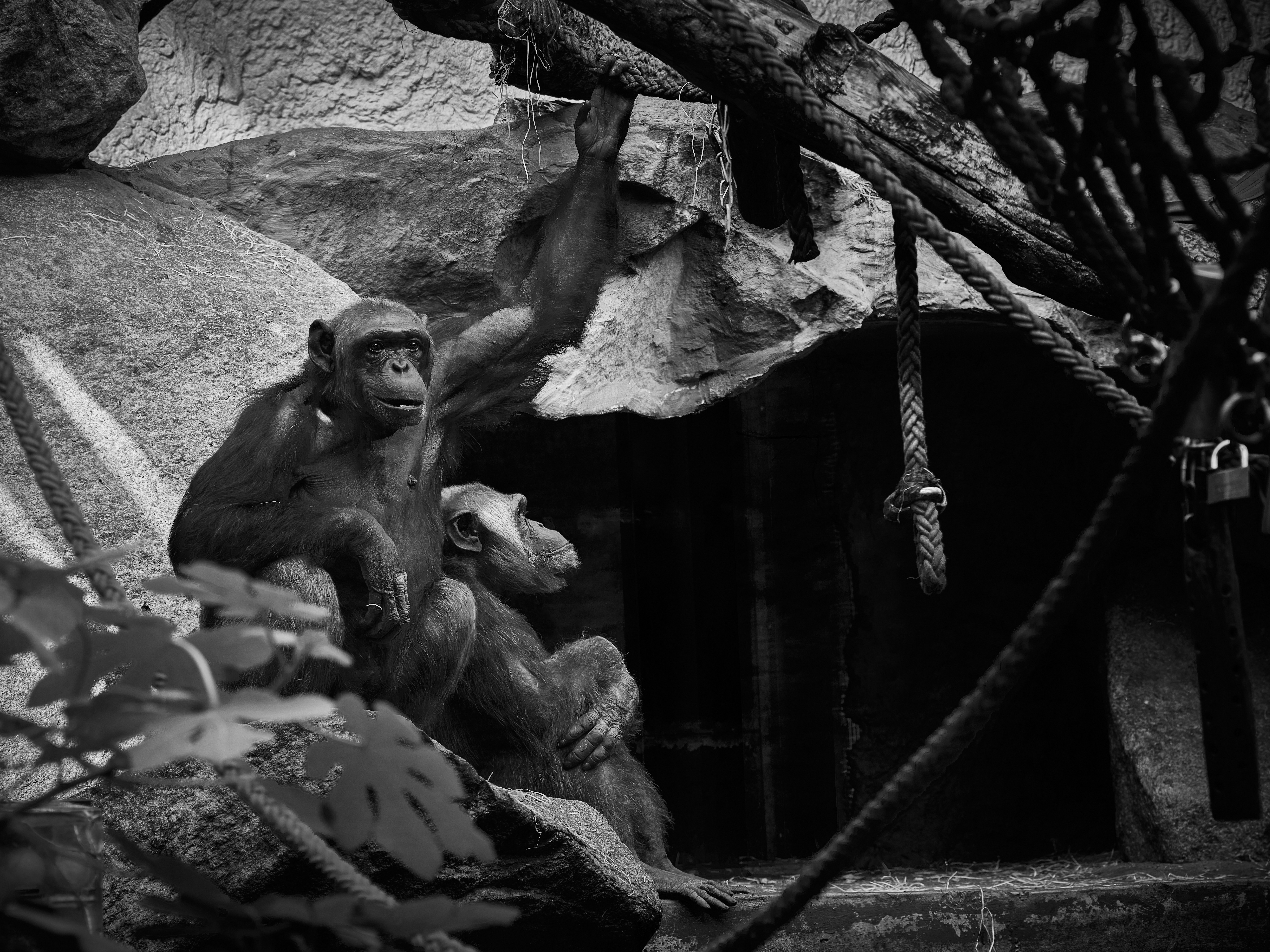 Ropebound Gaze: Two chimpanzees in a monochrome enclosure