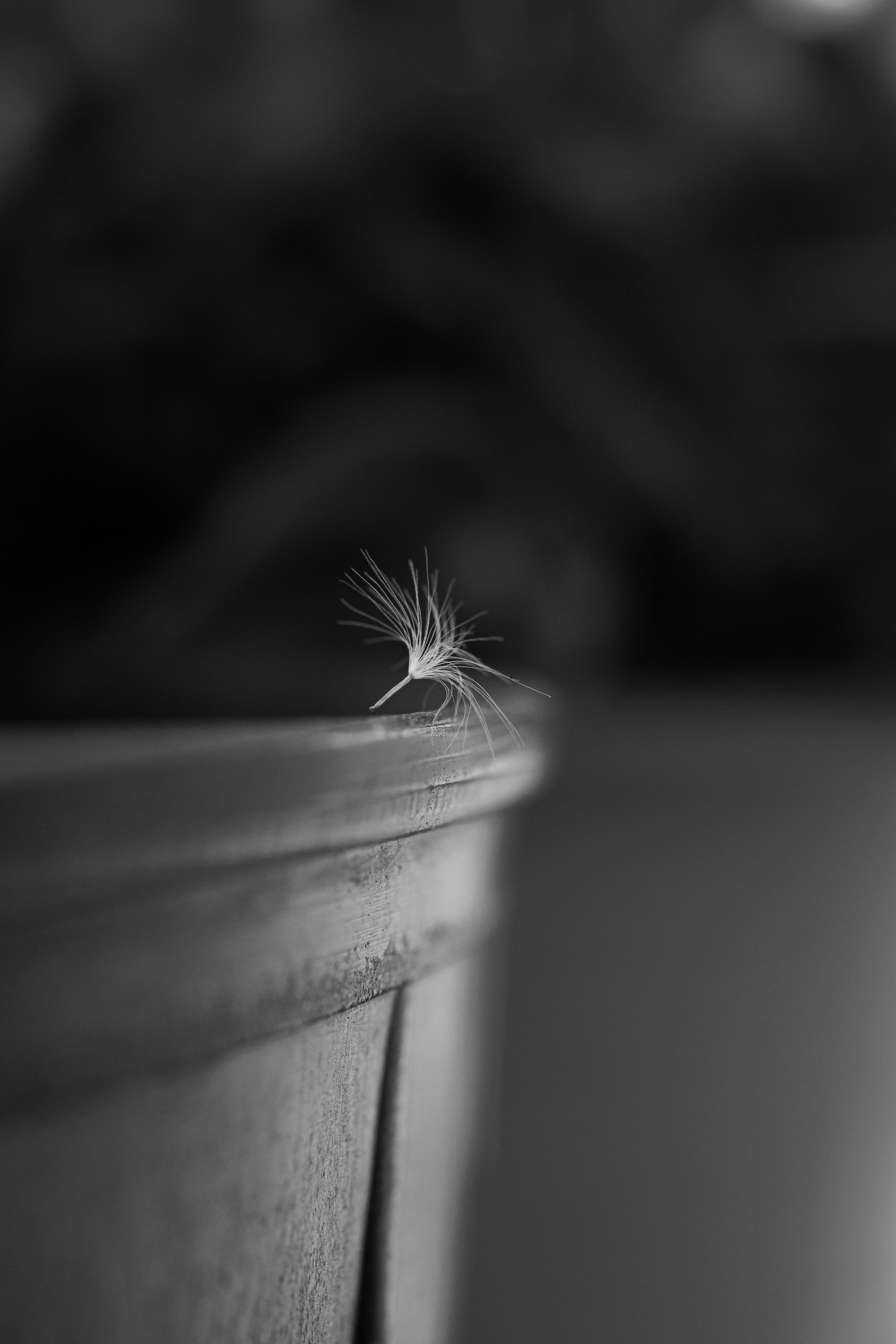 Single seed of wind: a delicate dandelion on the rim of a pot