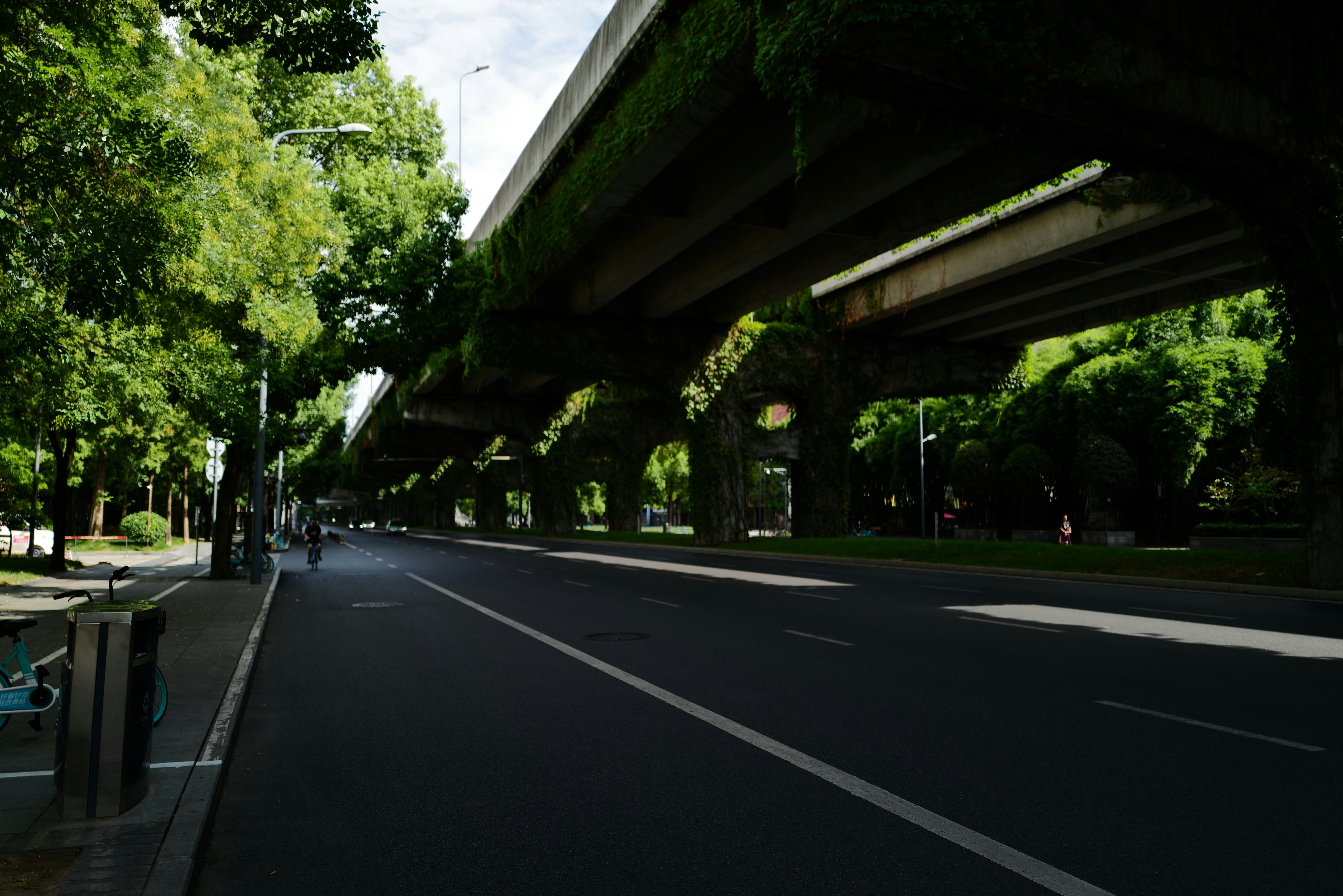 Verdant Span Over a Quiet City Street