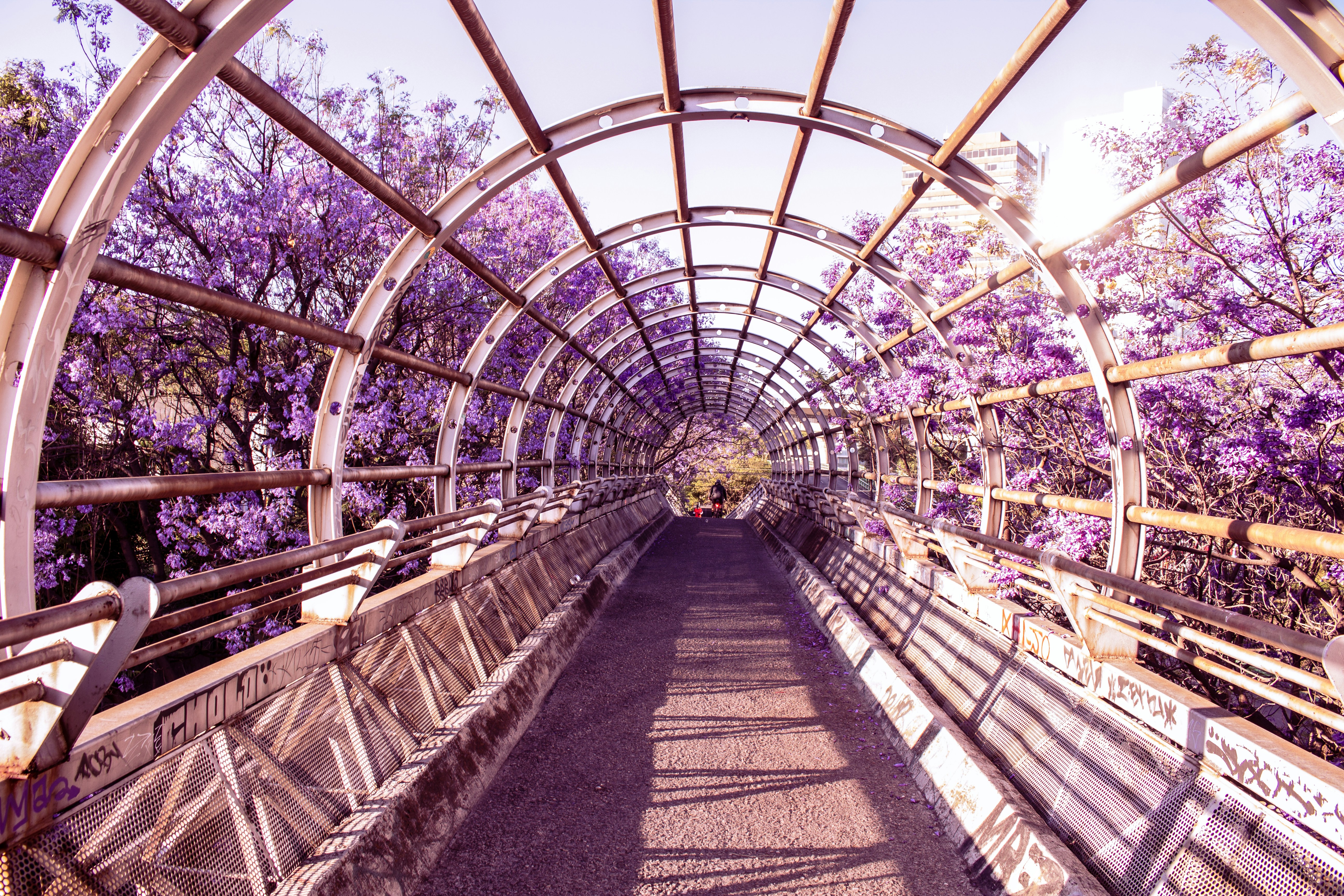 Tunnel of Violet Light: A Pedestrian Walkway Through a Framing Arc