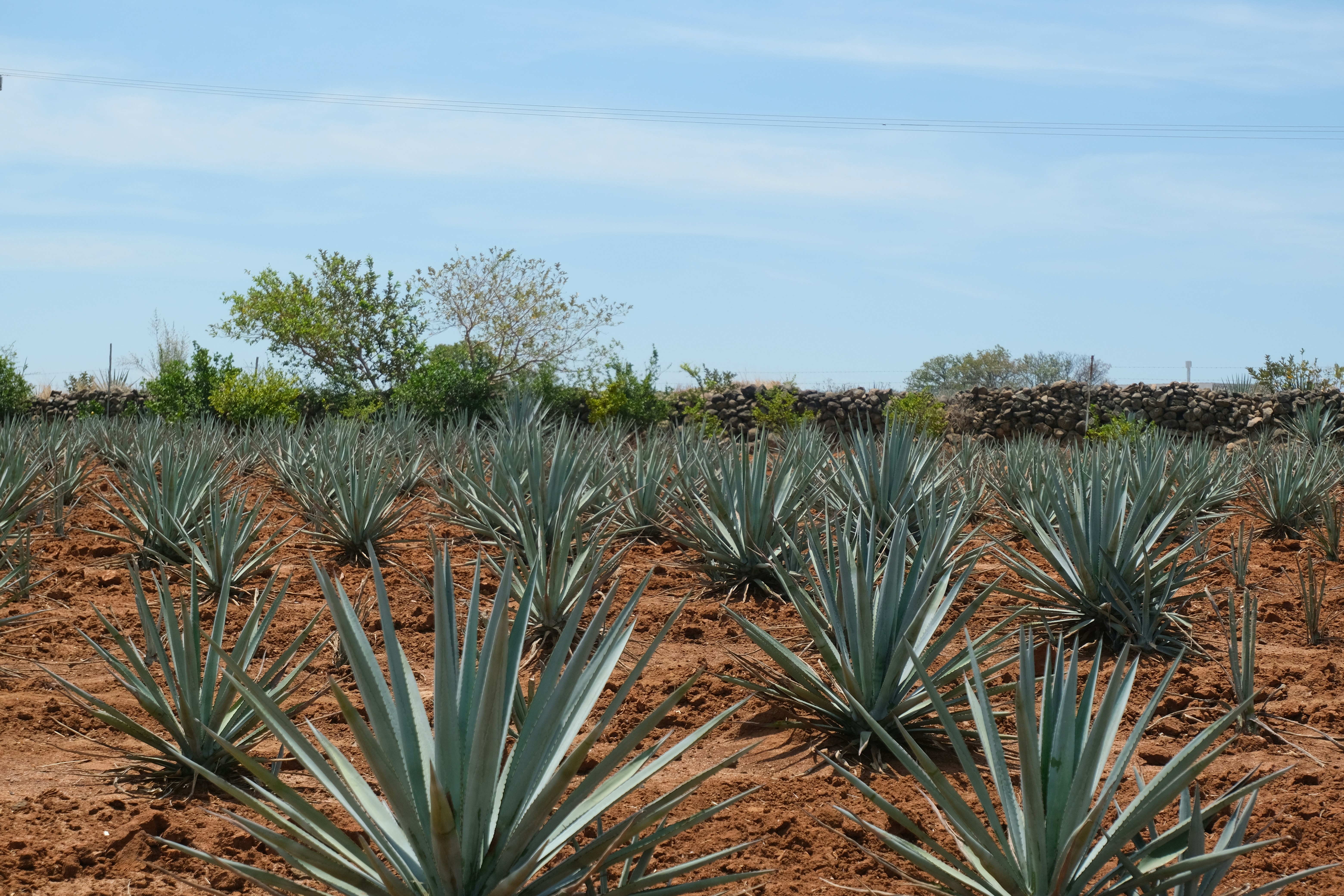 Blue agave plants grow in a field. photo – Free Forest Image on Unsplash