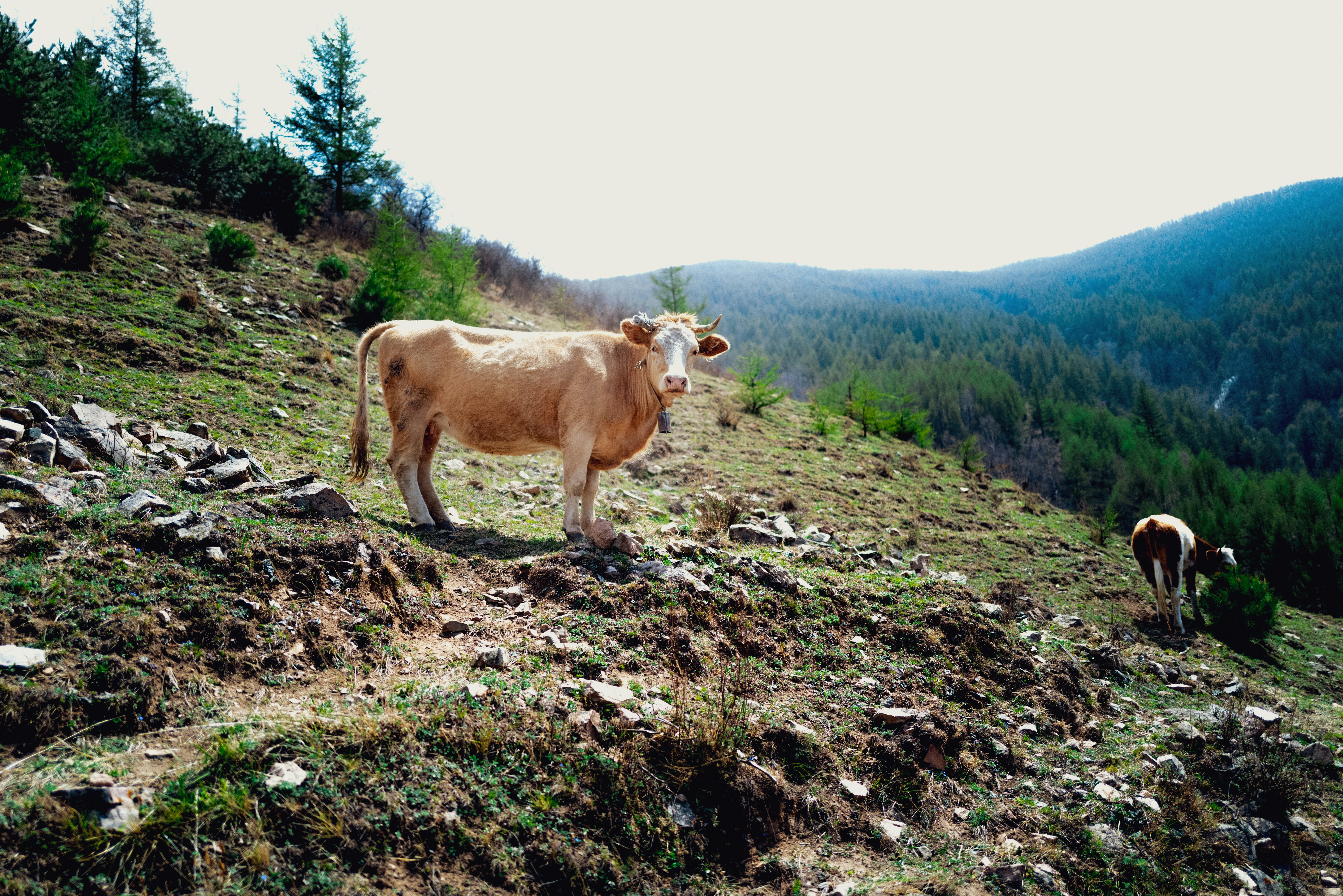Ridgewatch: A Highland Cow on a Rugged Alpine Slope