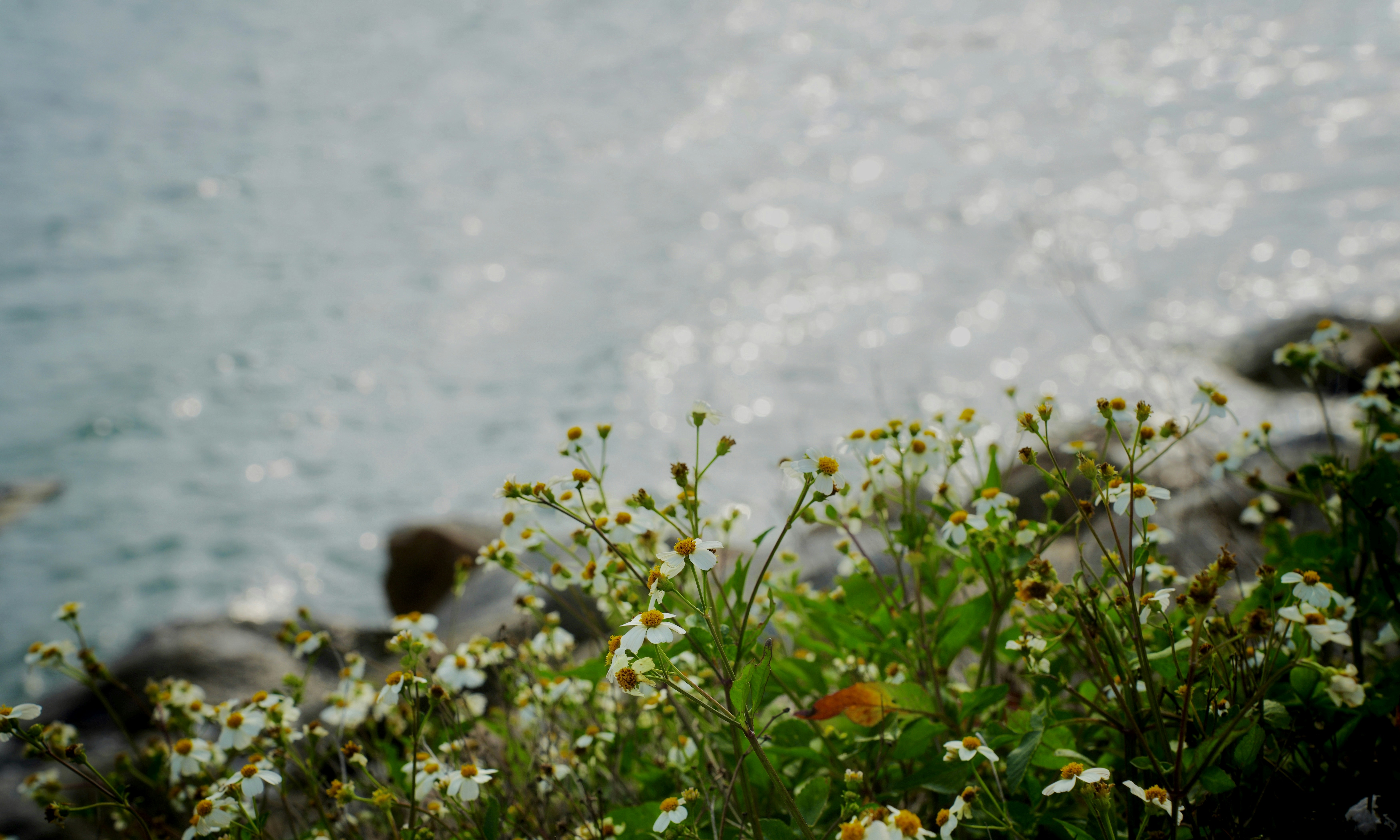 Photo by Vida Huang with Sony Alpha 7 IV