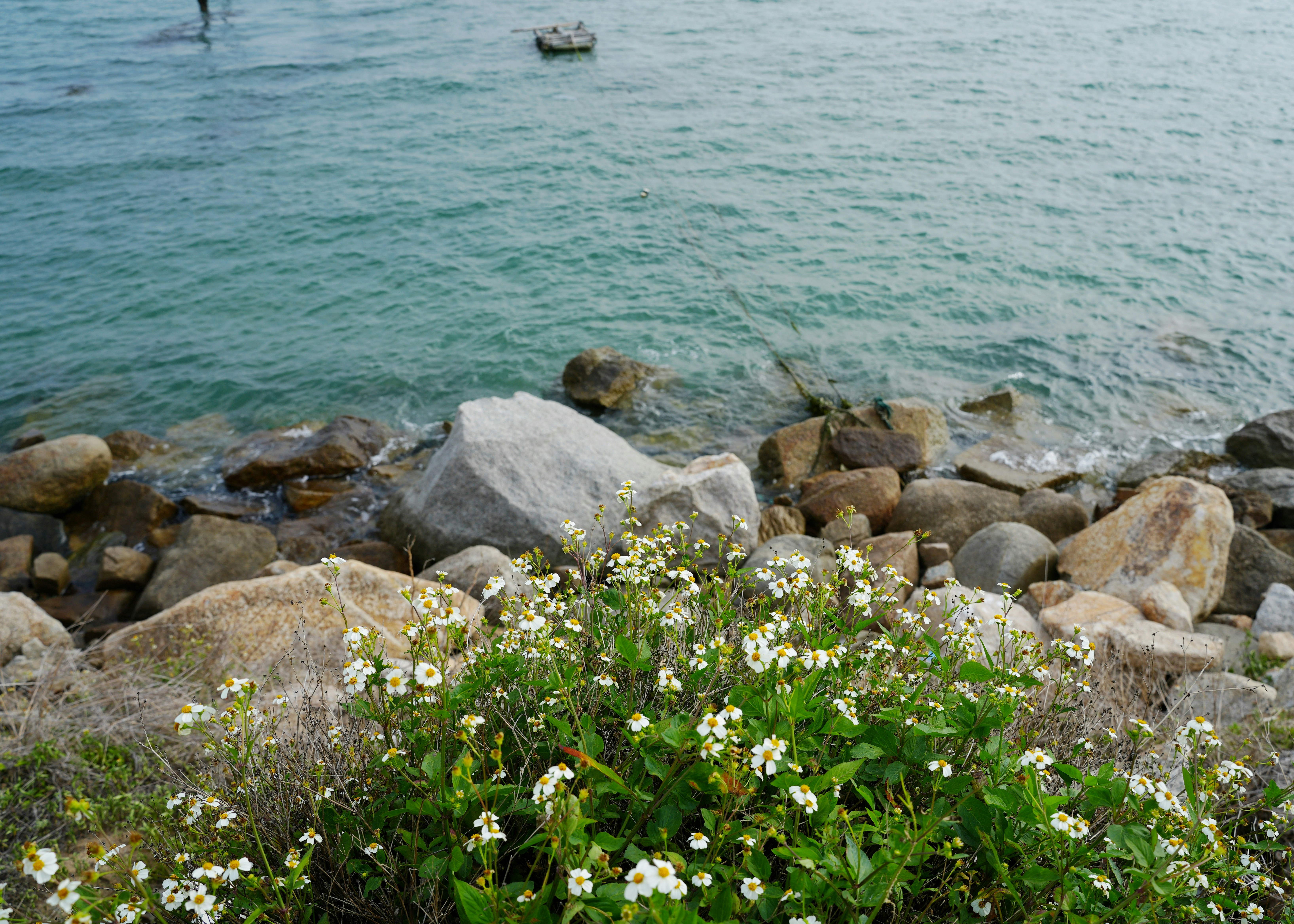 Daisies at the Shoreline: blooms frame a quiet sea