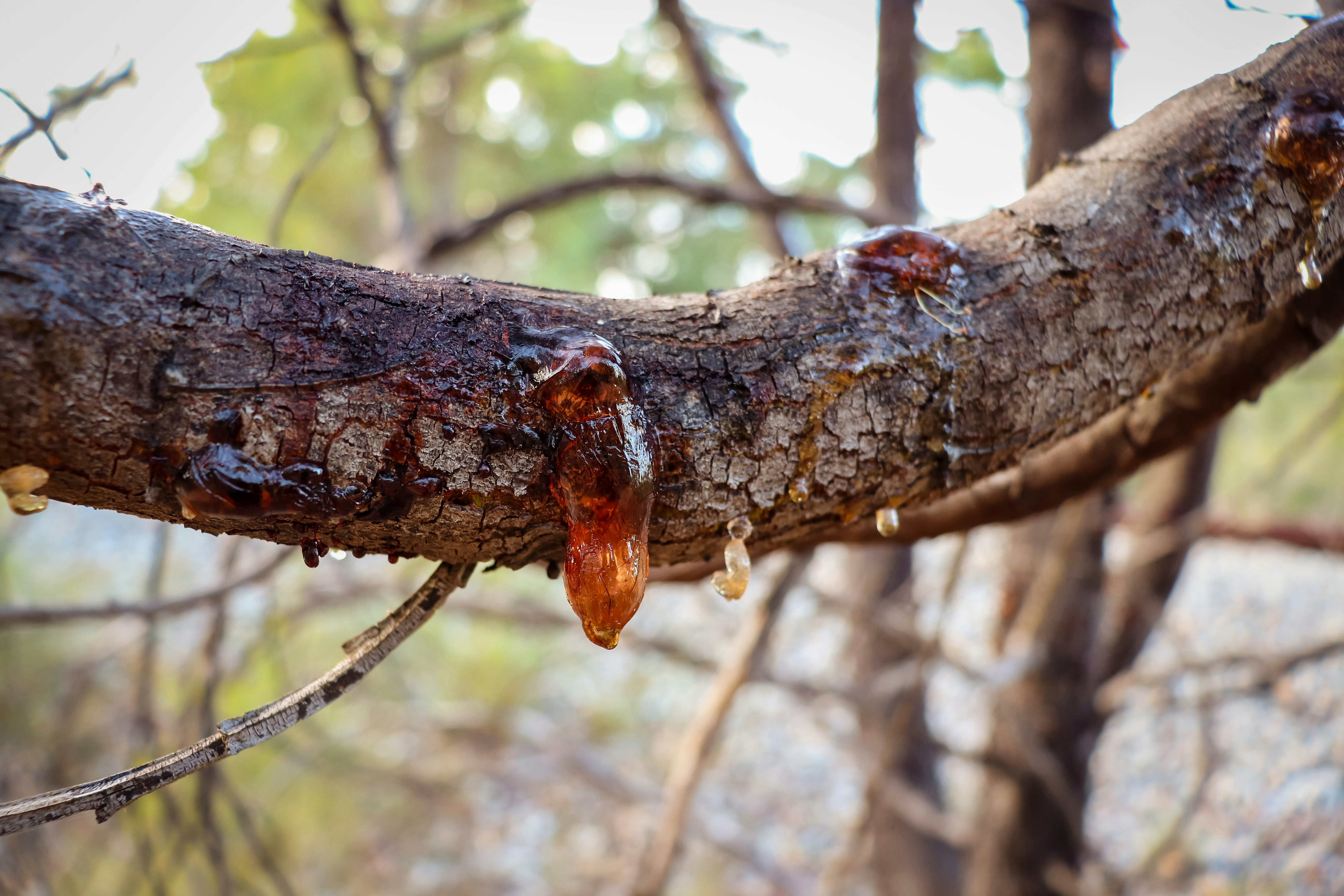 Dripping Resin on a Weathered Branch: Nature's Slow Detail