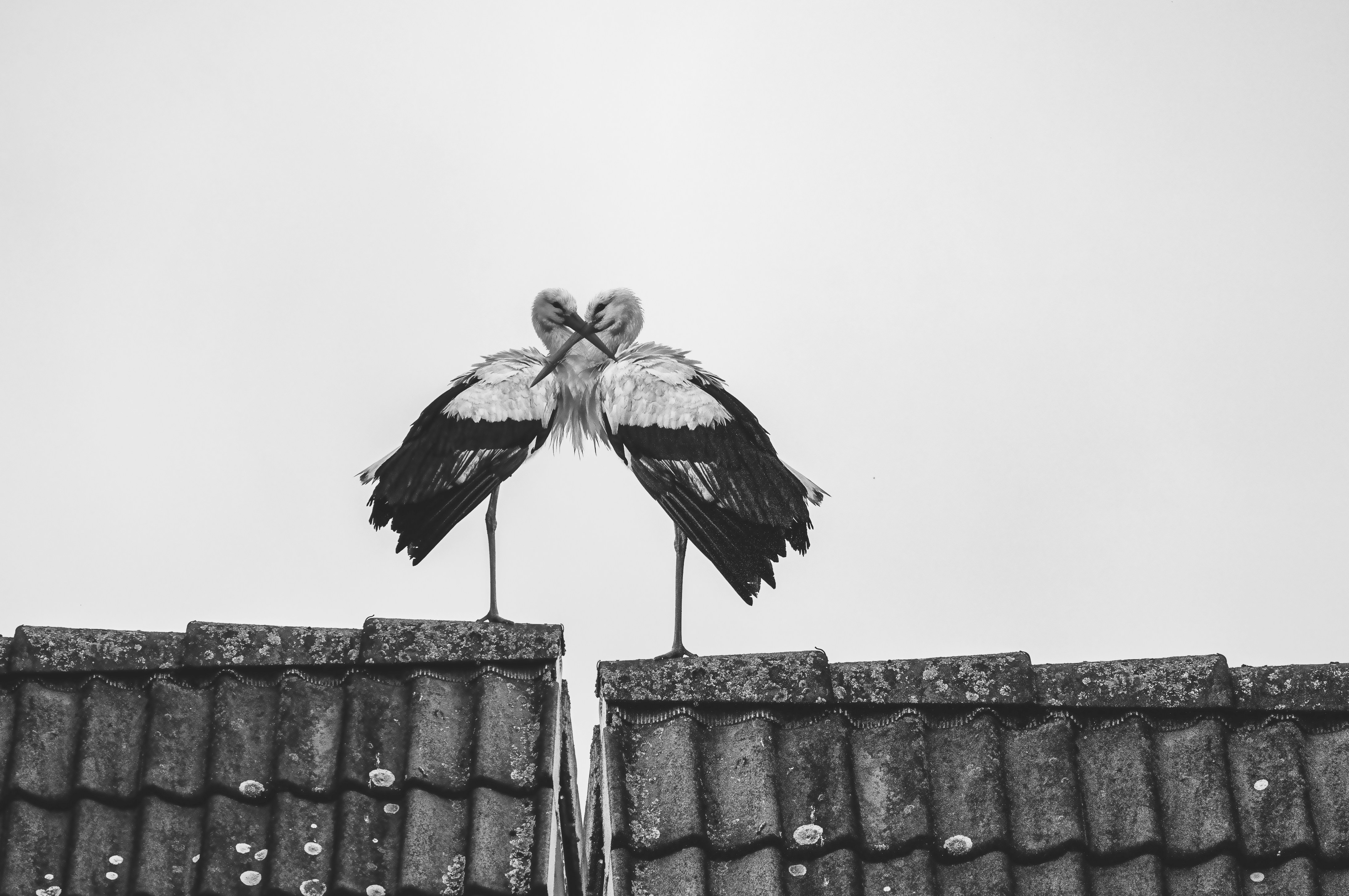 A Mono Moment: Two Storks Converge on a Rooftop Ridge