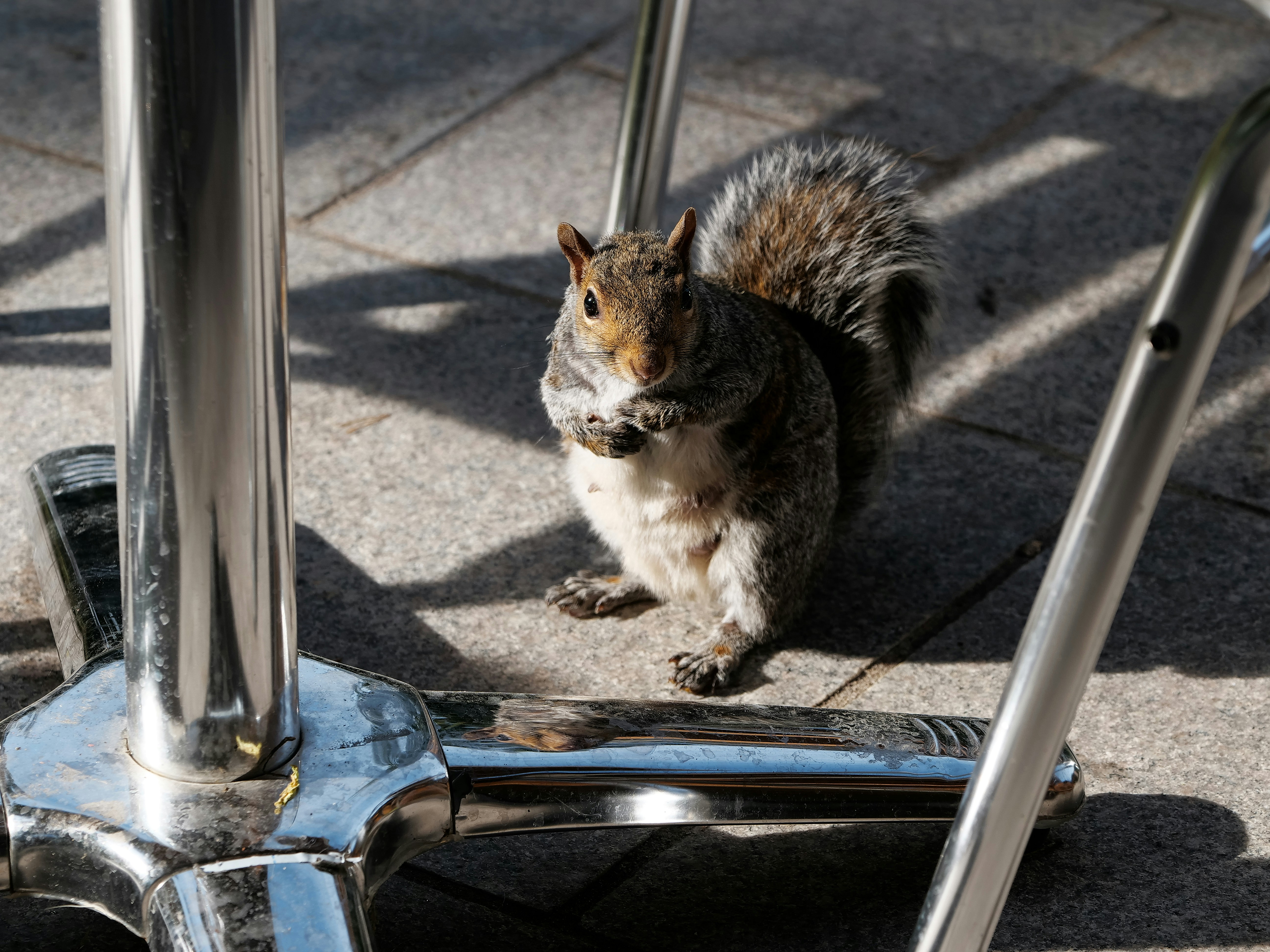Squirrel in Sunlit Pause Between Chrome Table Legs