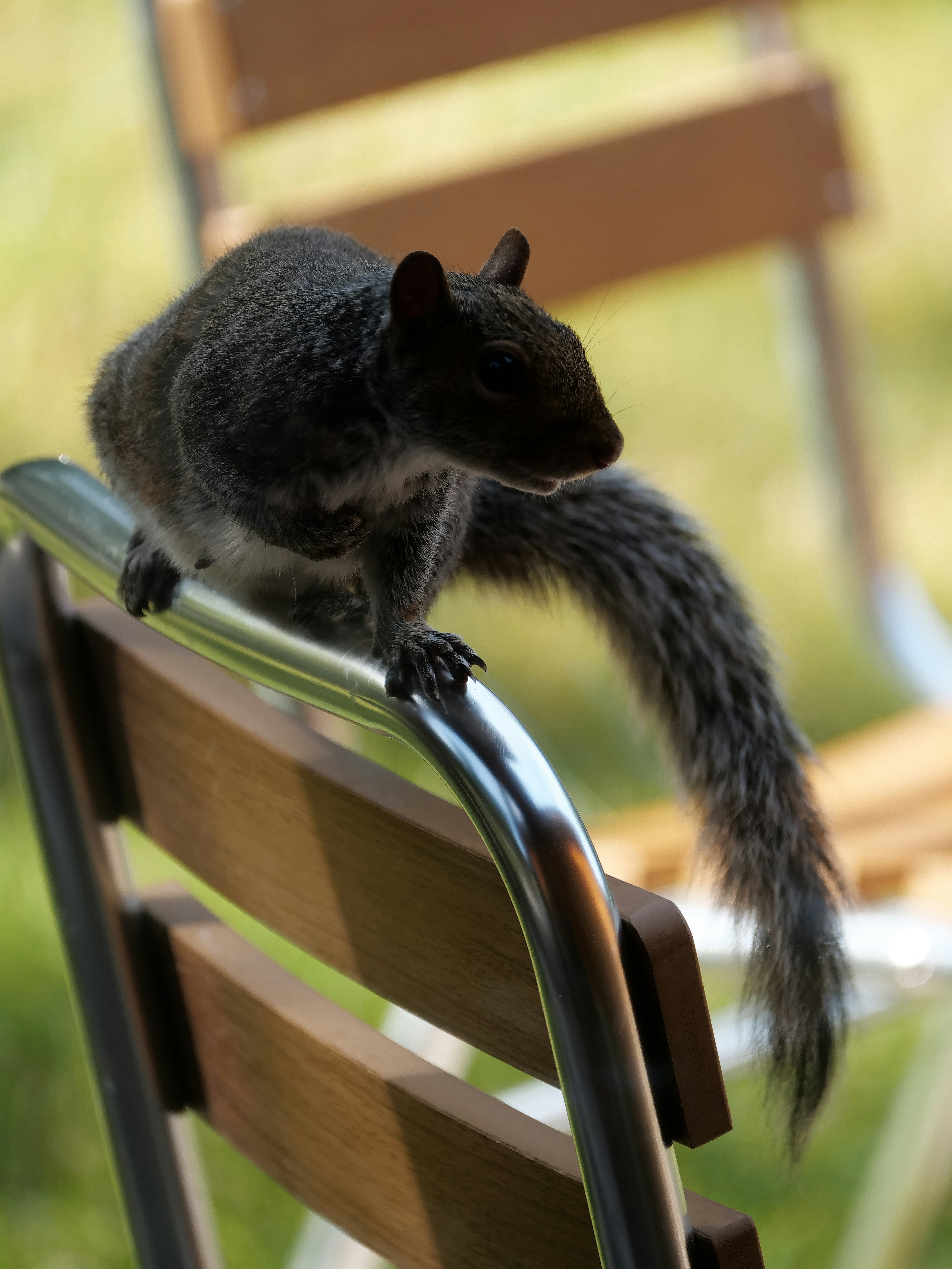 A squirrel perches on a chair's arm.
