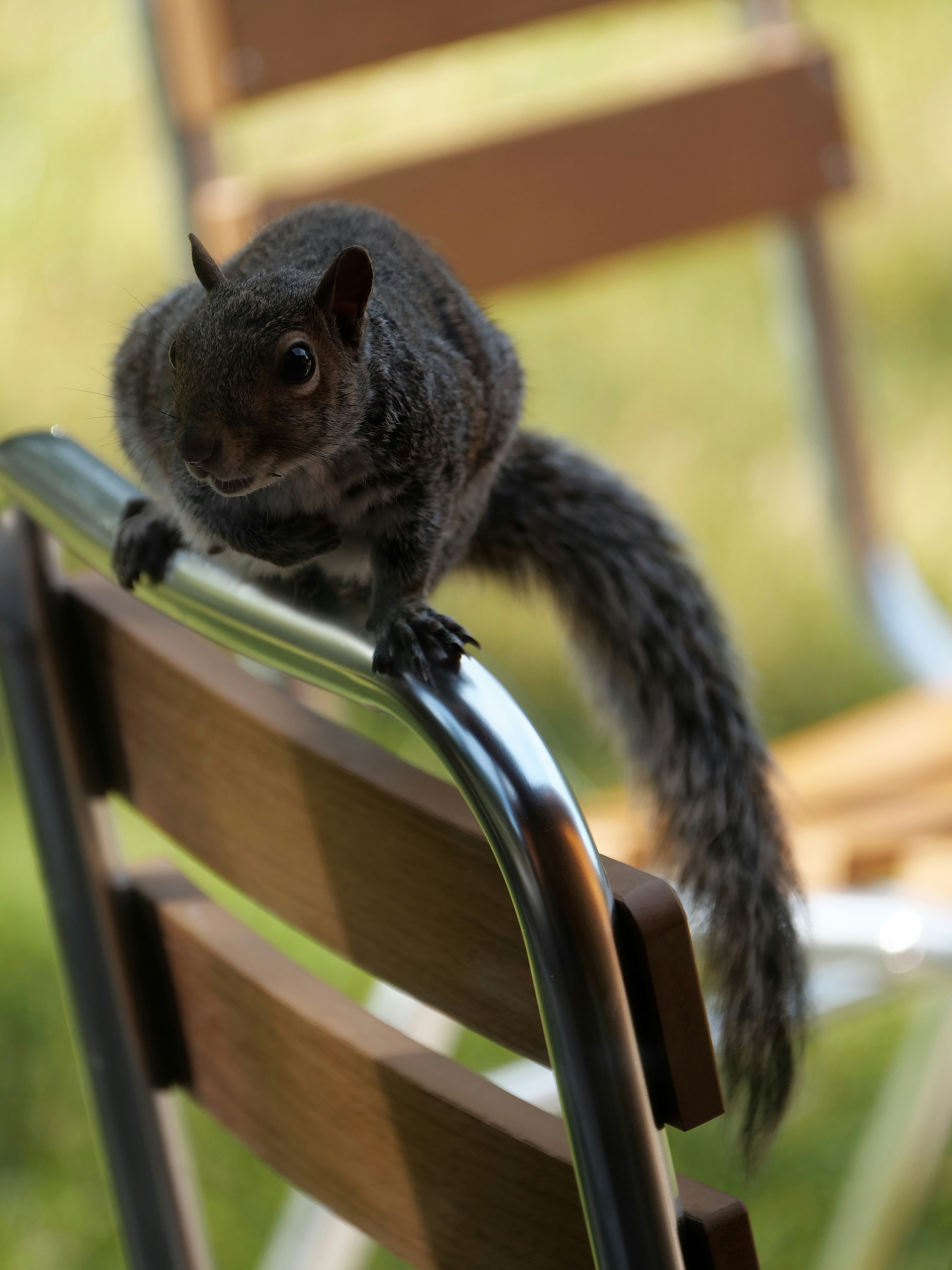 Curious Squirrel Perches on a Wooden Backrest