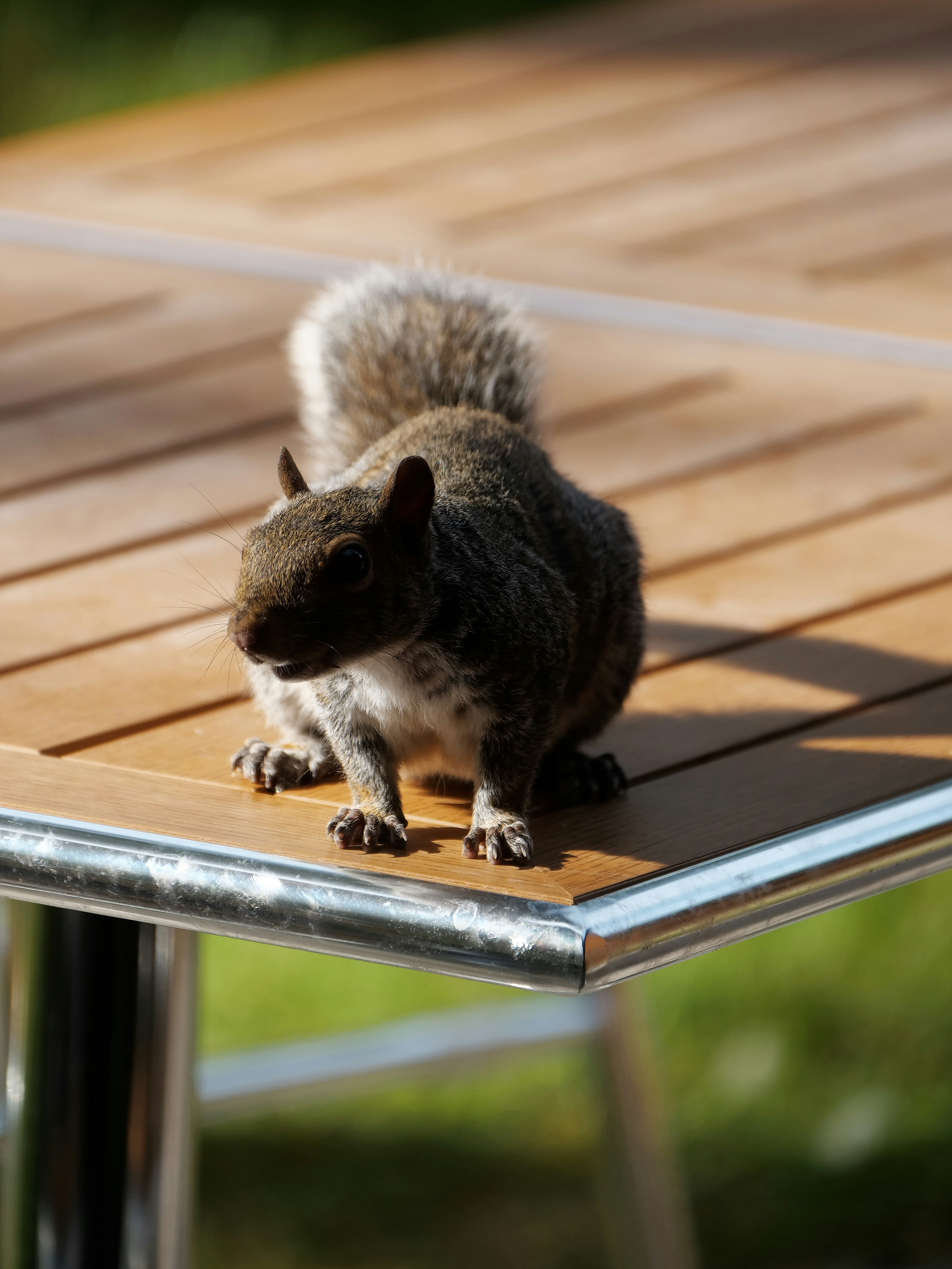 Squirrel Scout on a Sunlit Tabletop