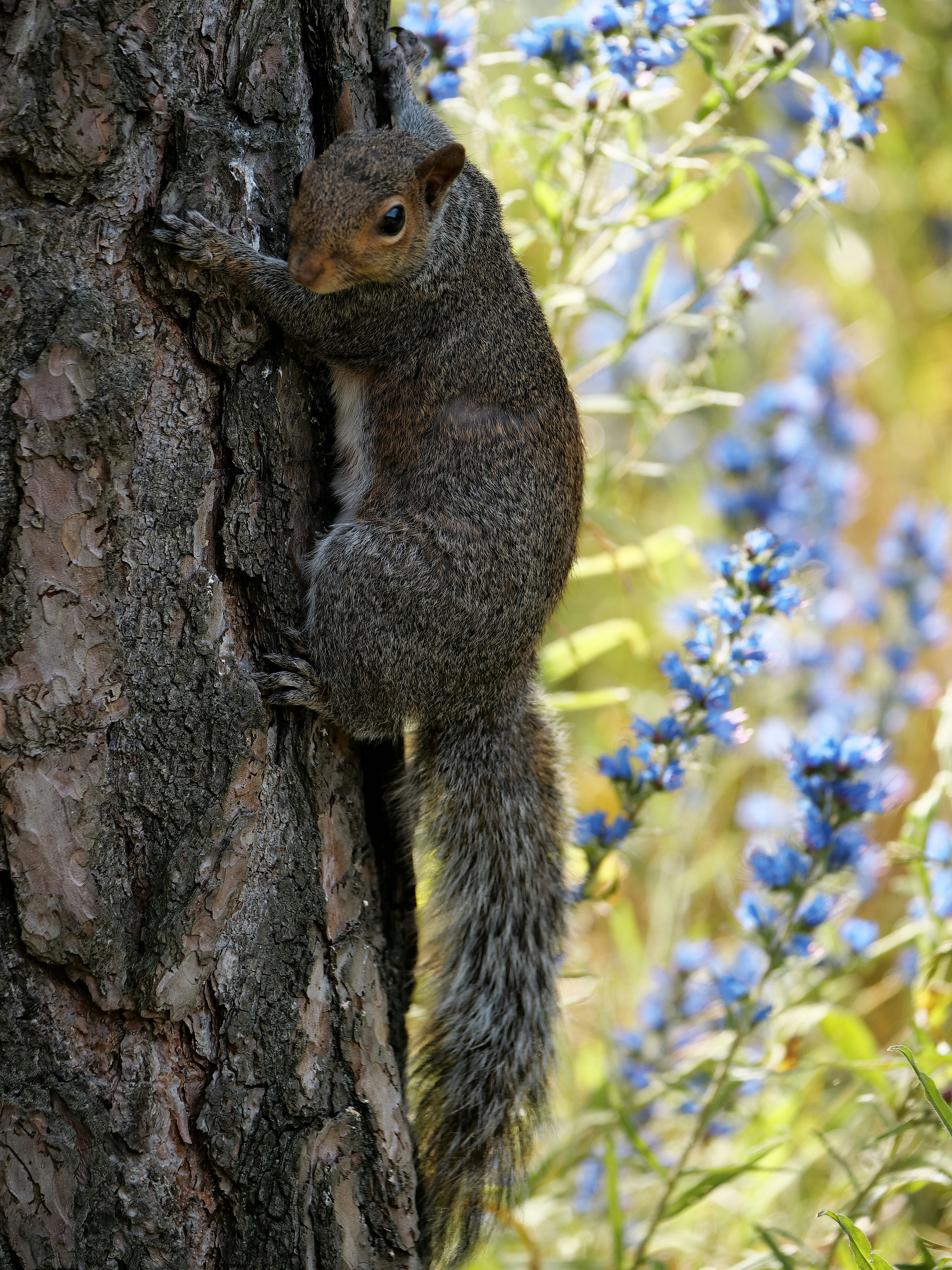 Perched Squirrel: A Midnight-Eyed Acrobat Clinging to Bark