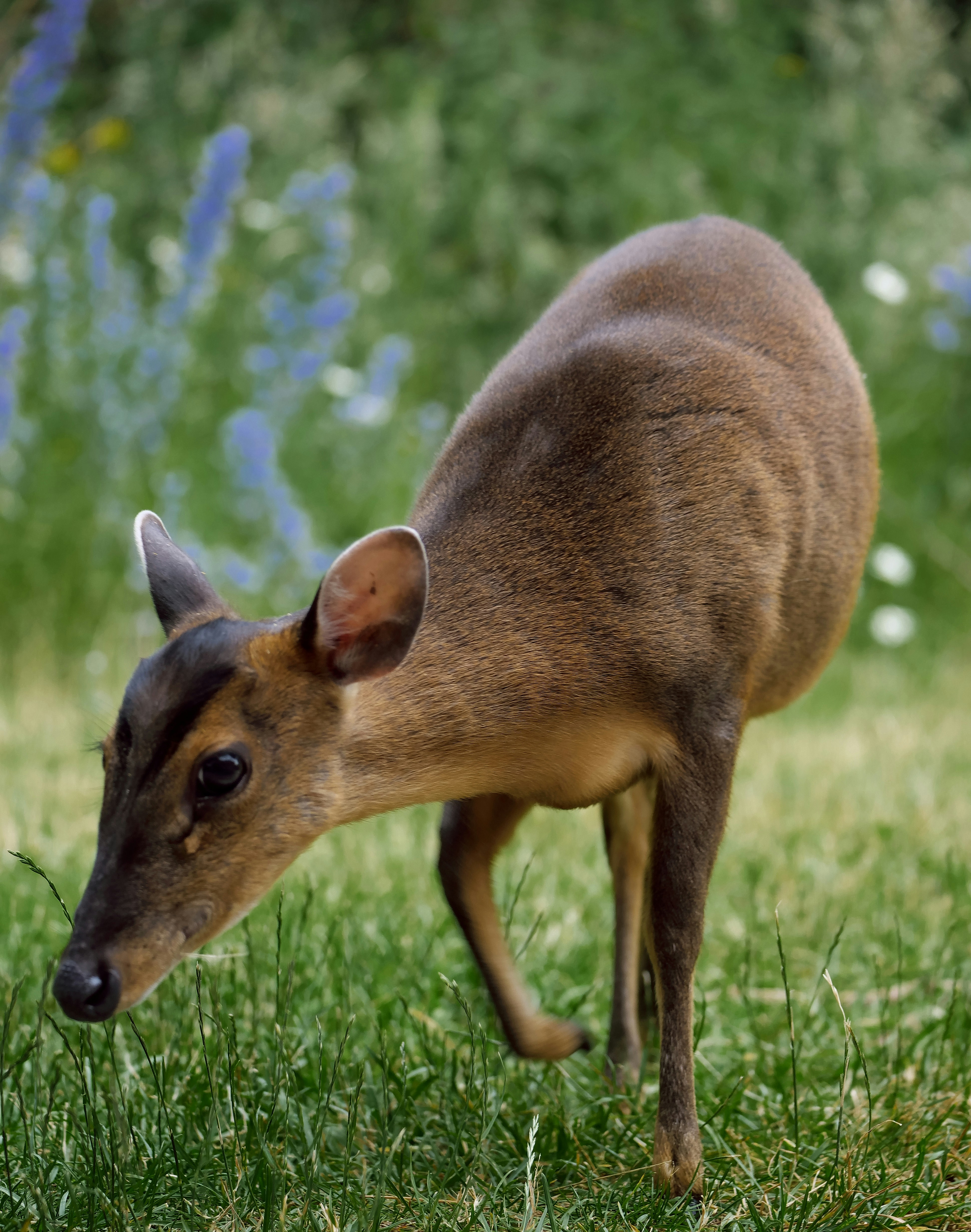 Curious Antelope in a Meadow of Bluebells