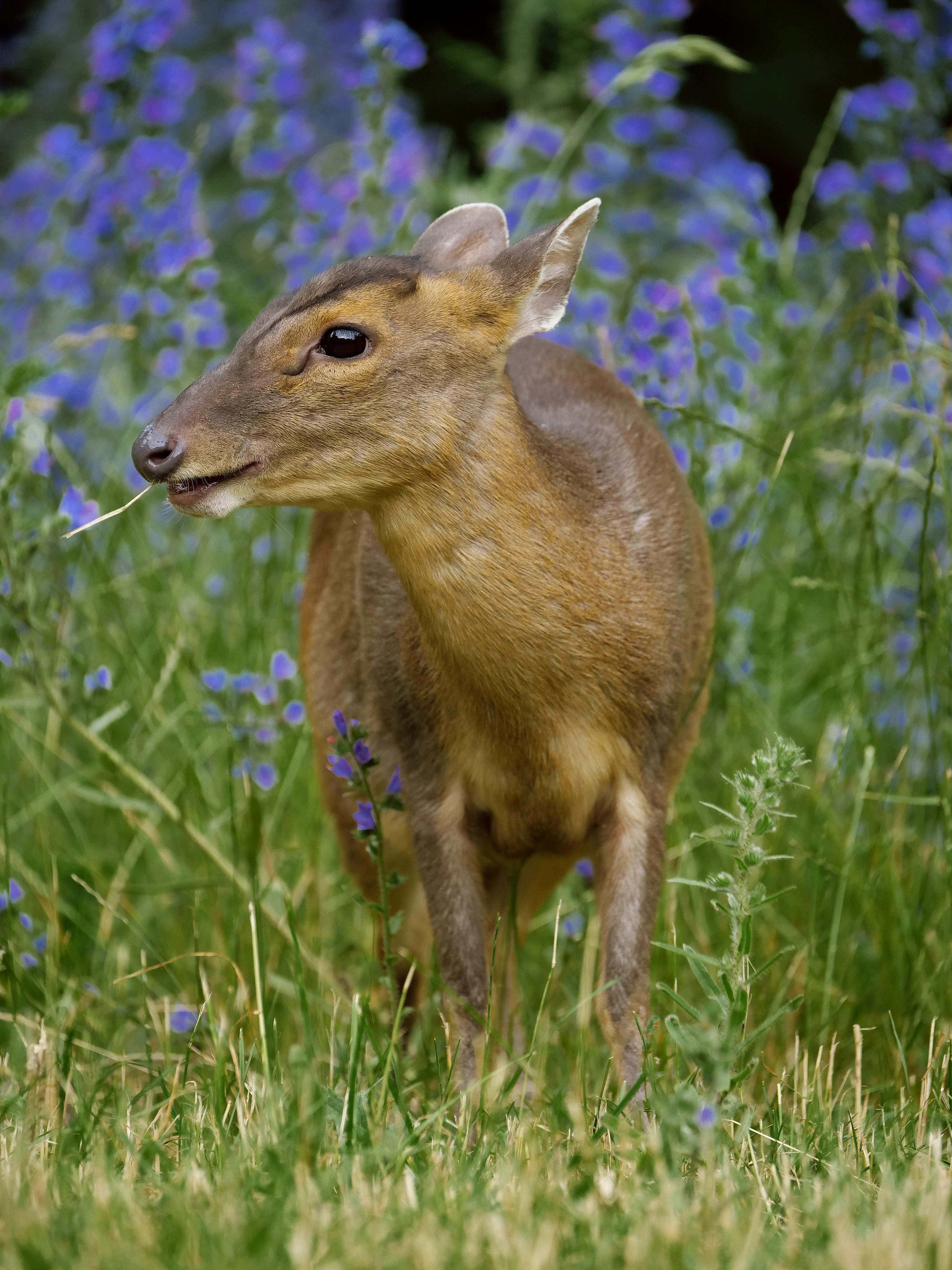 Whispering Meadow: A Roe Deer Among Violet Blooms