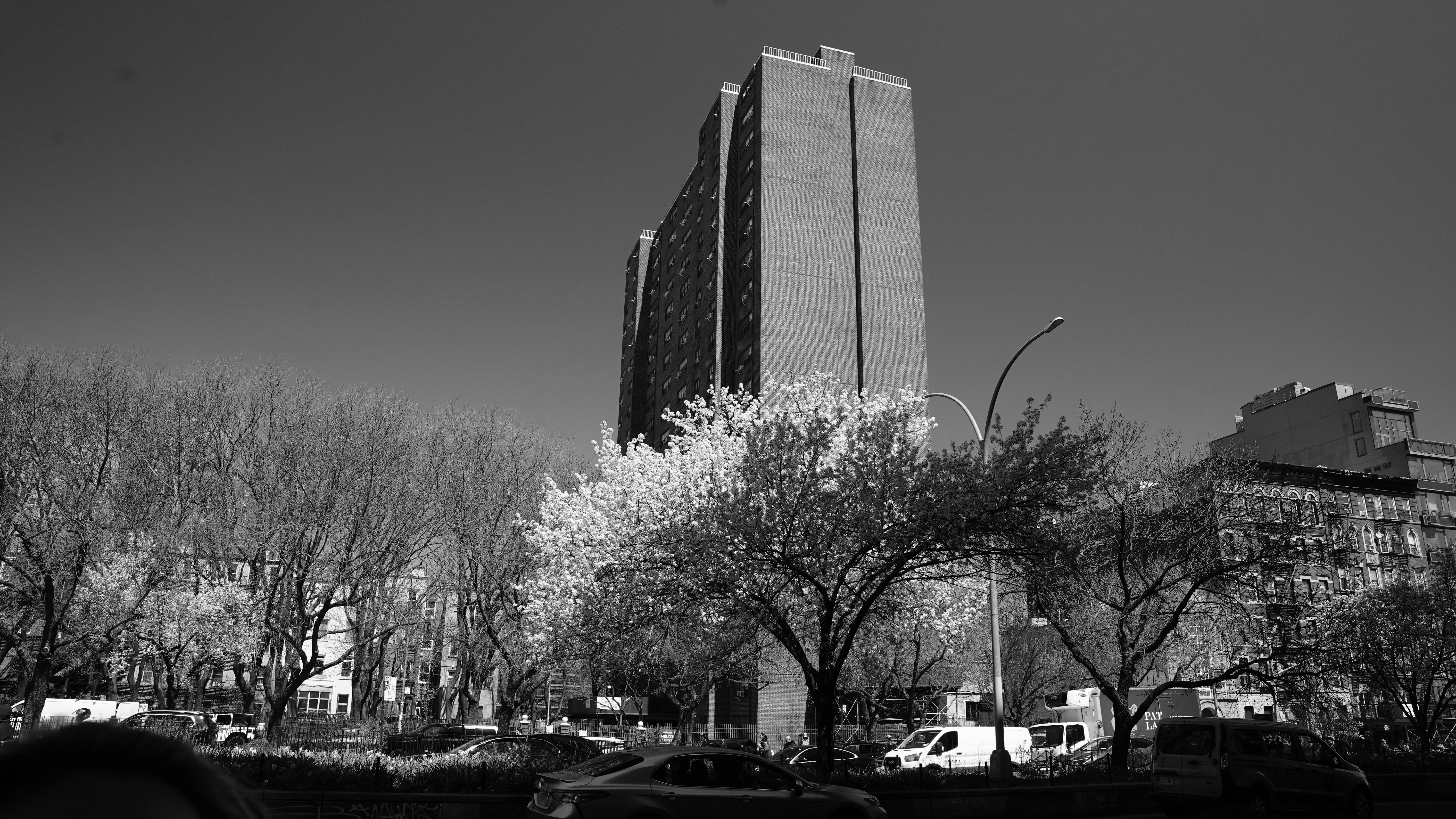Monolithic Highrise Framed by White-Blooming Trees in a Grayscale Urban Park
